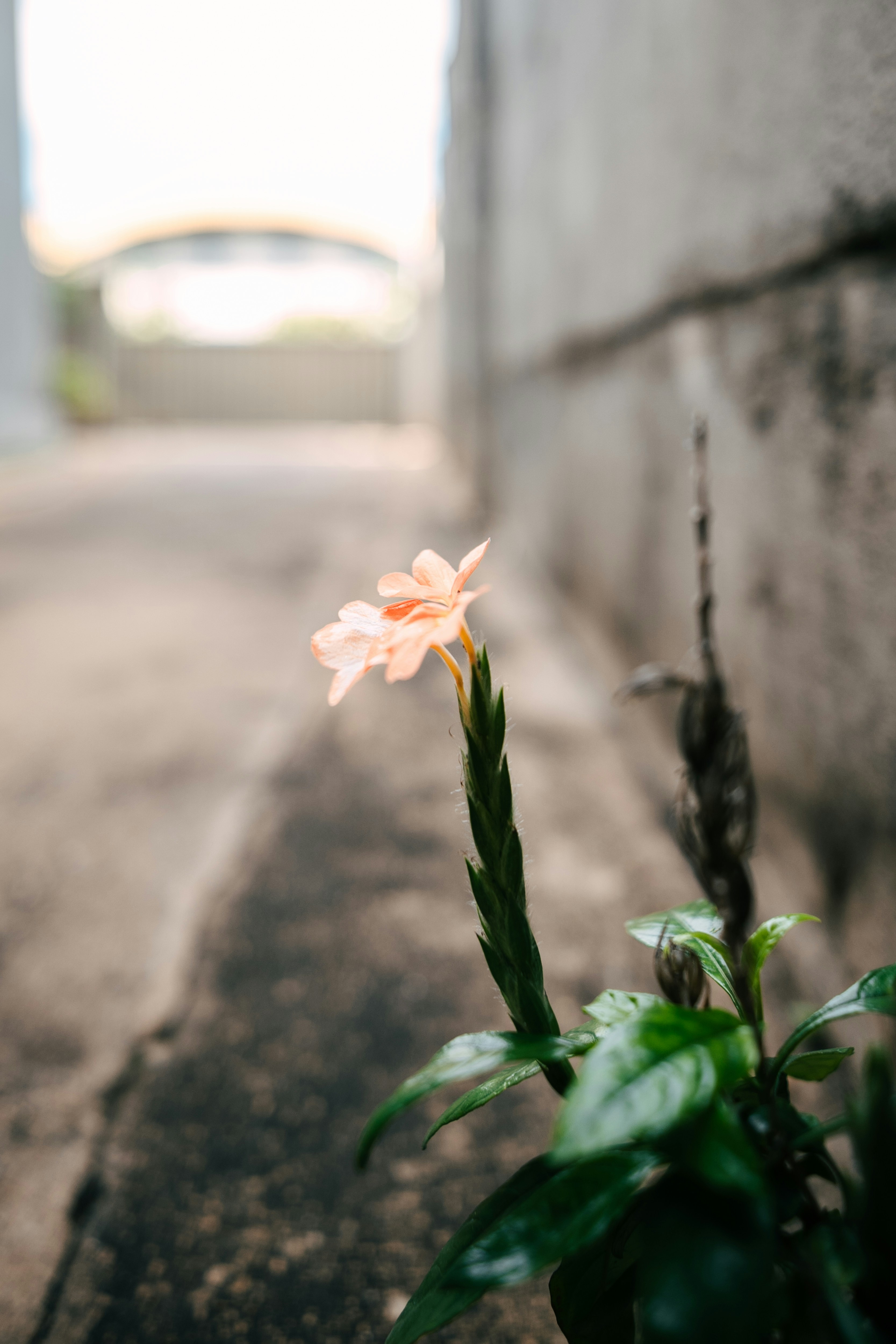 A resilient peach blossom leaning toward the sun in a quiet alley
