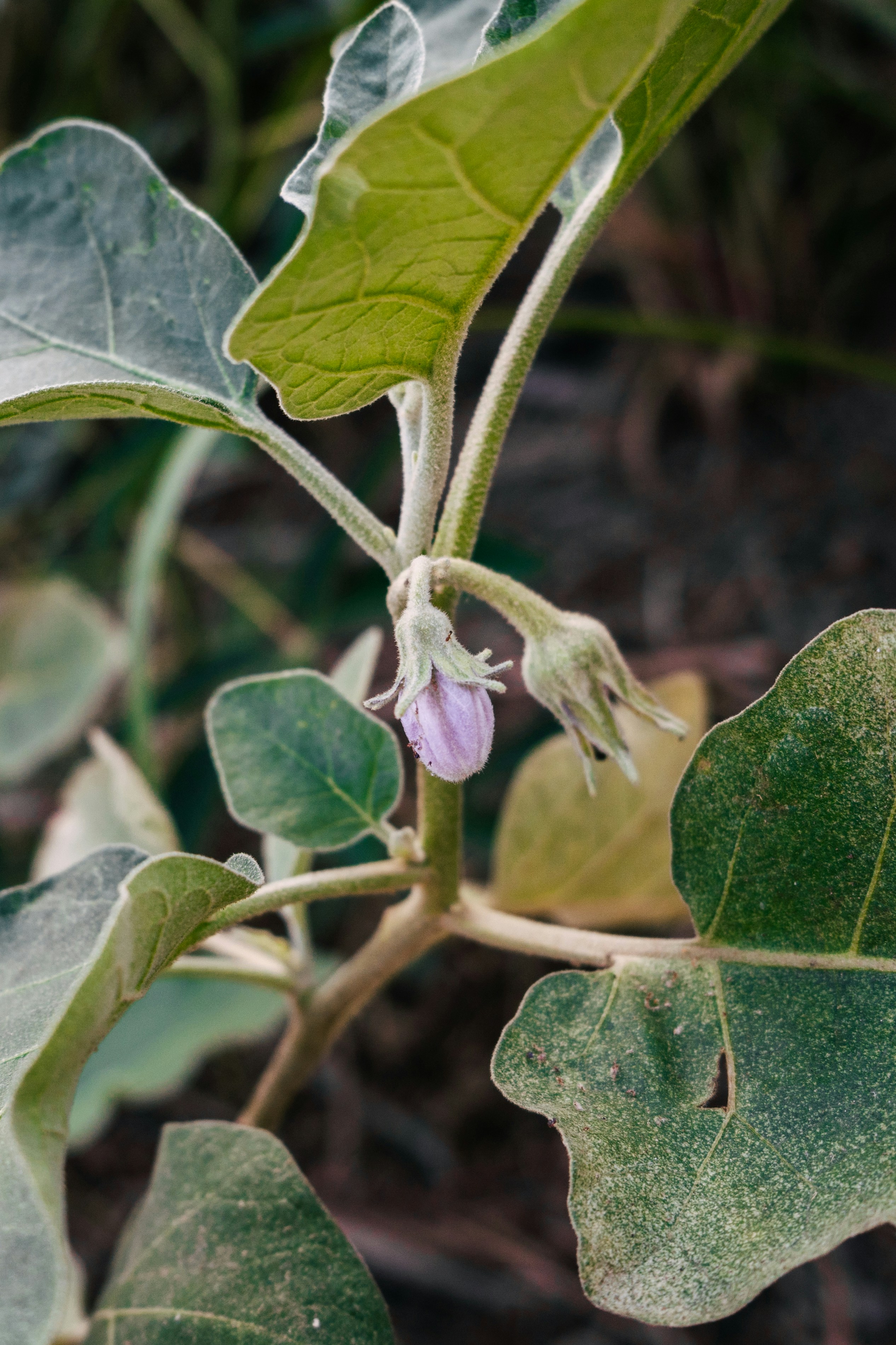 Lilac Bud in Focus: A Close Trek Through Fuzzy Foliage