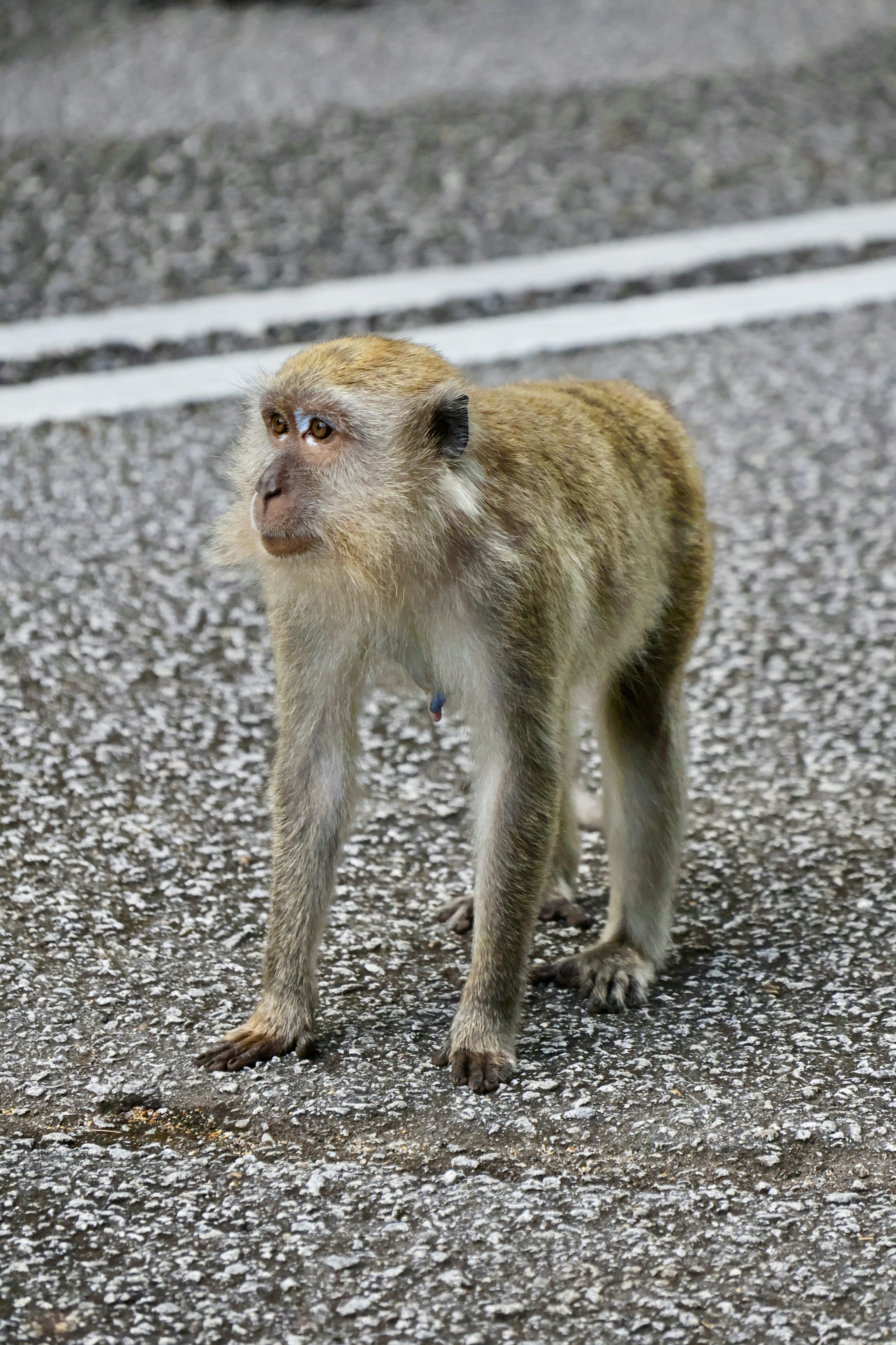 Golden gaze: a macaque on a rain-speckled road