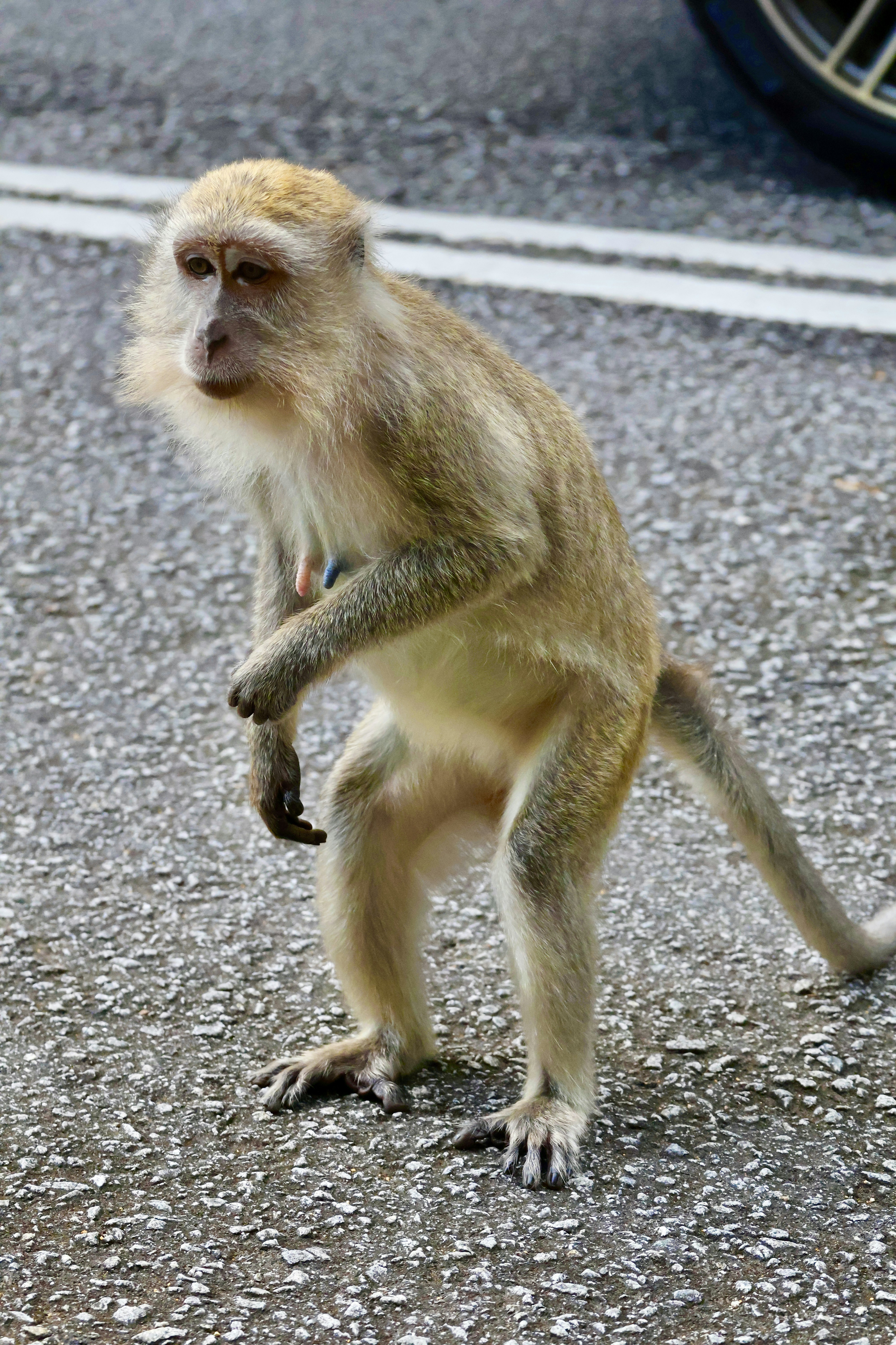 Parking Lot Primate: A Curious Macaque on Rough Asphalt