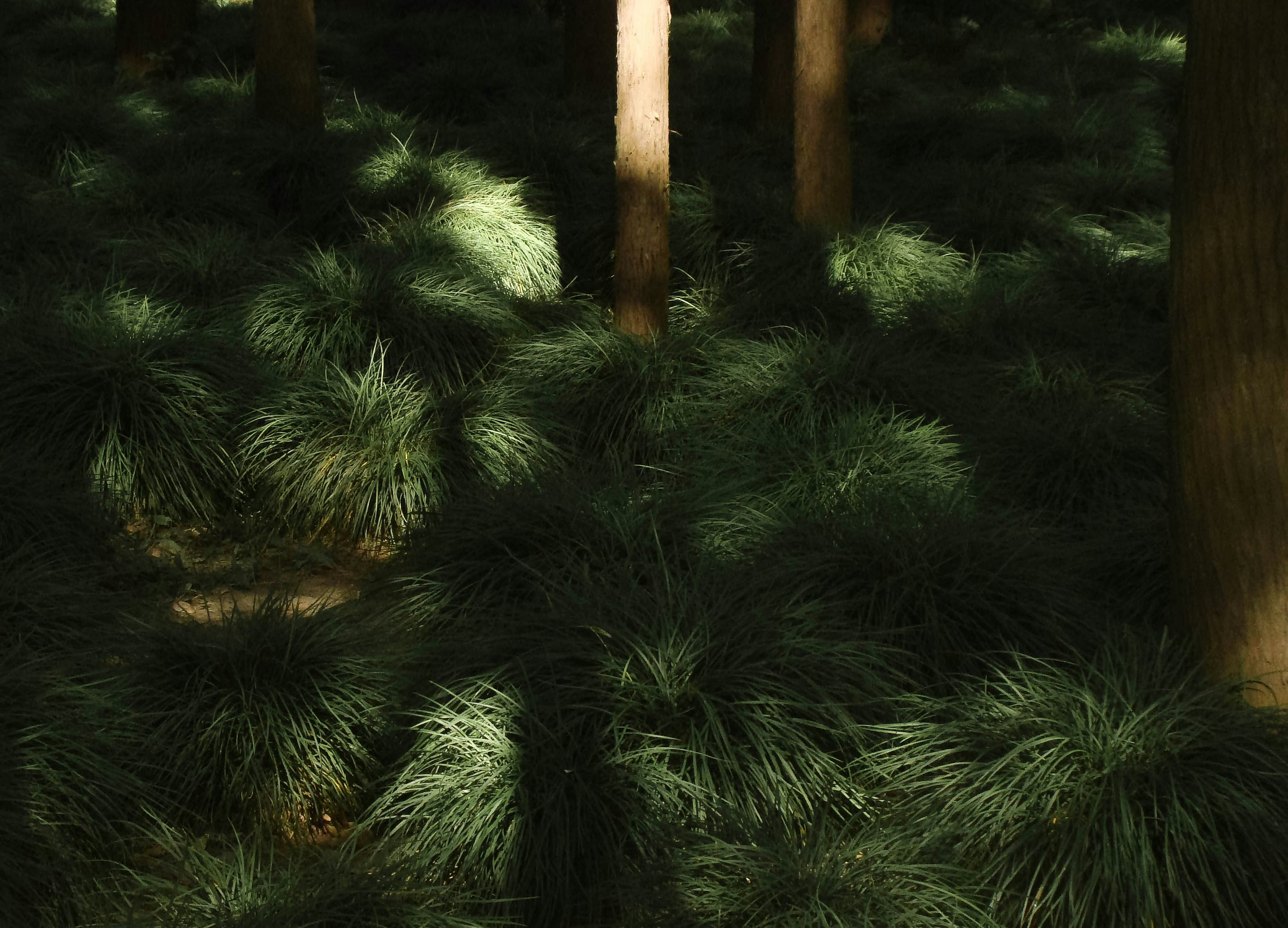 Sunlit Tufts Beneath Quiet Pines