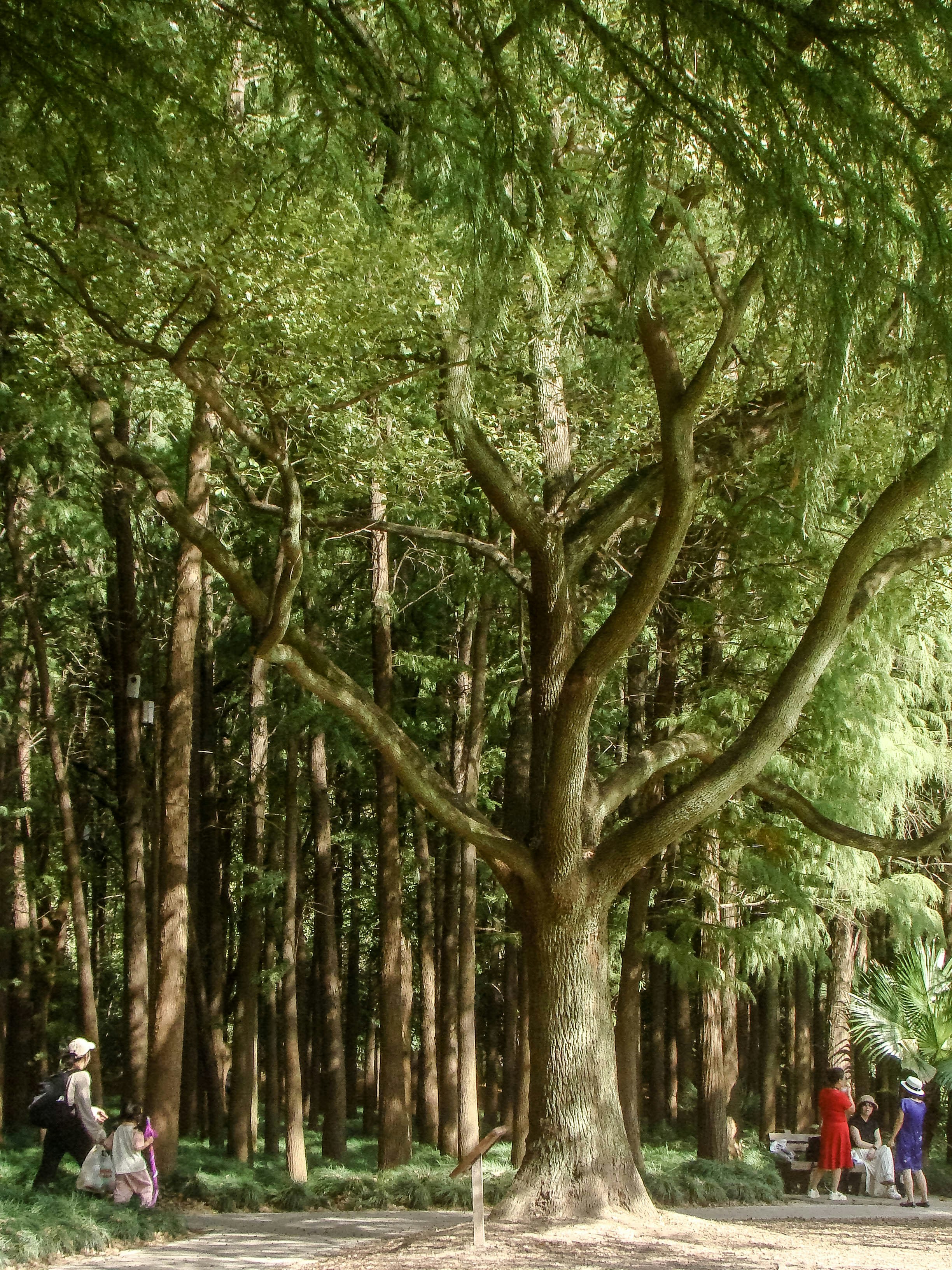 Photograph captures a massive central tree in a sun-dappled grove, with visitors at the base providing scale.