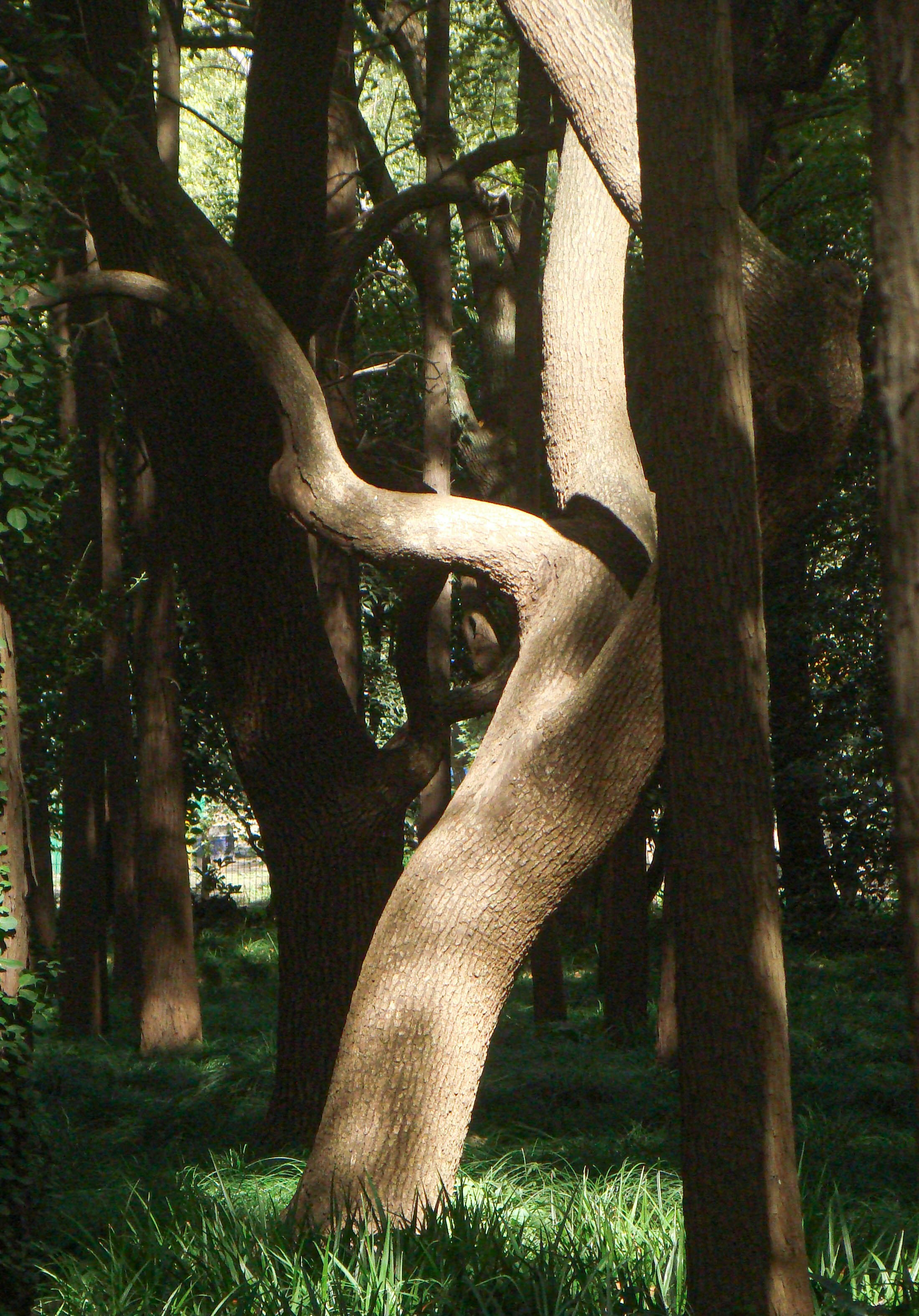 Sample photo from Sony Cyber-shot H9