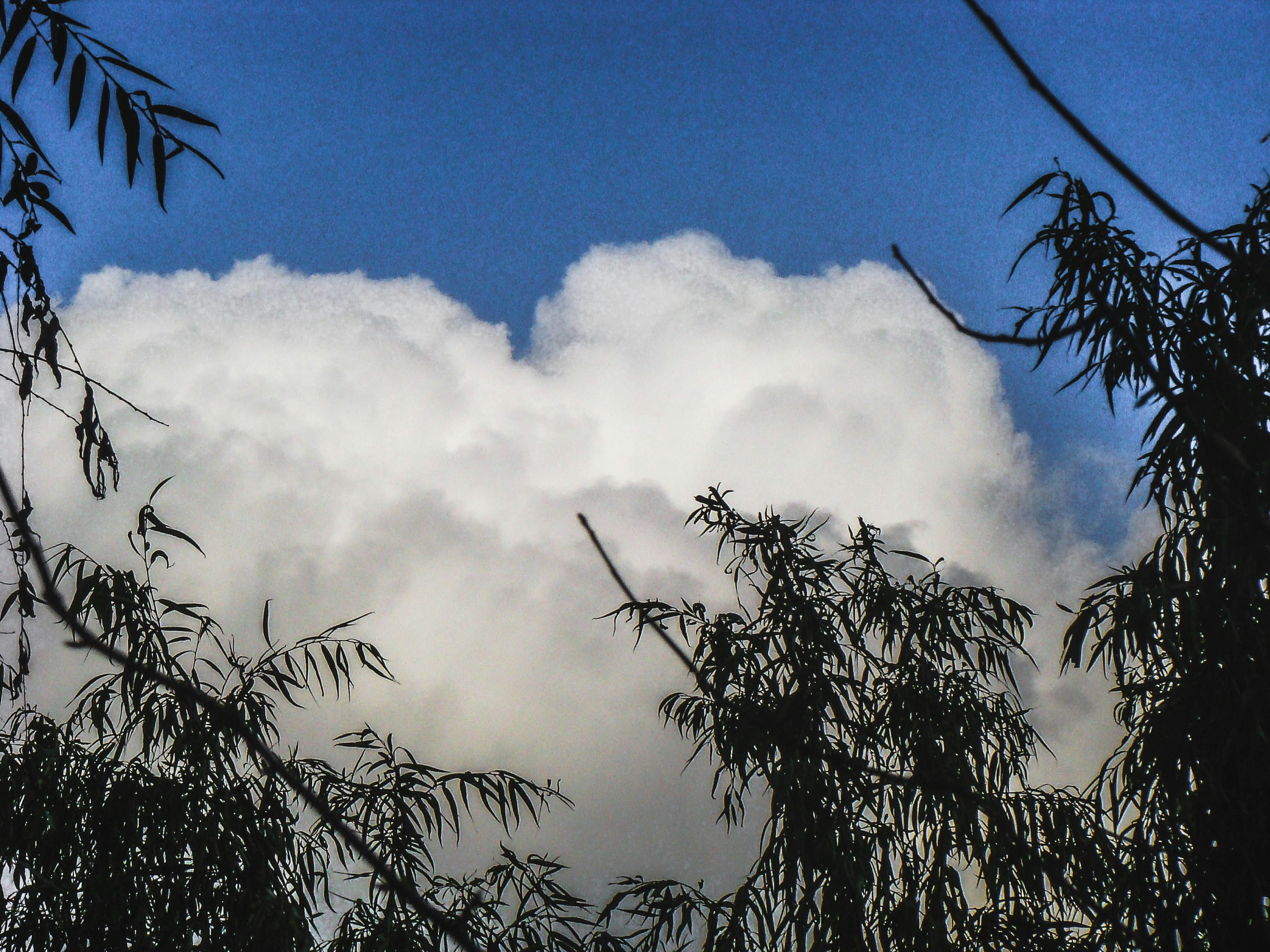 Silhouetted branches frame a bright blue sky with a fluffy cloud at the center, a daytime photograph.