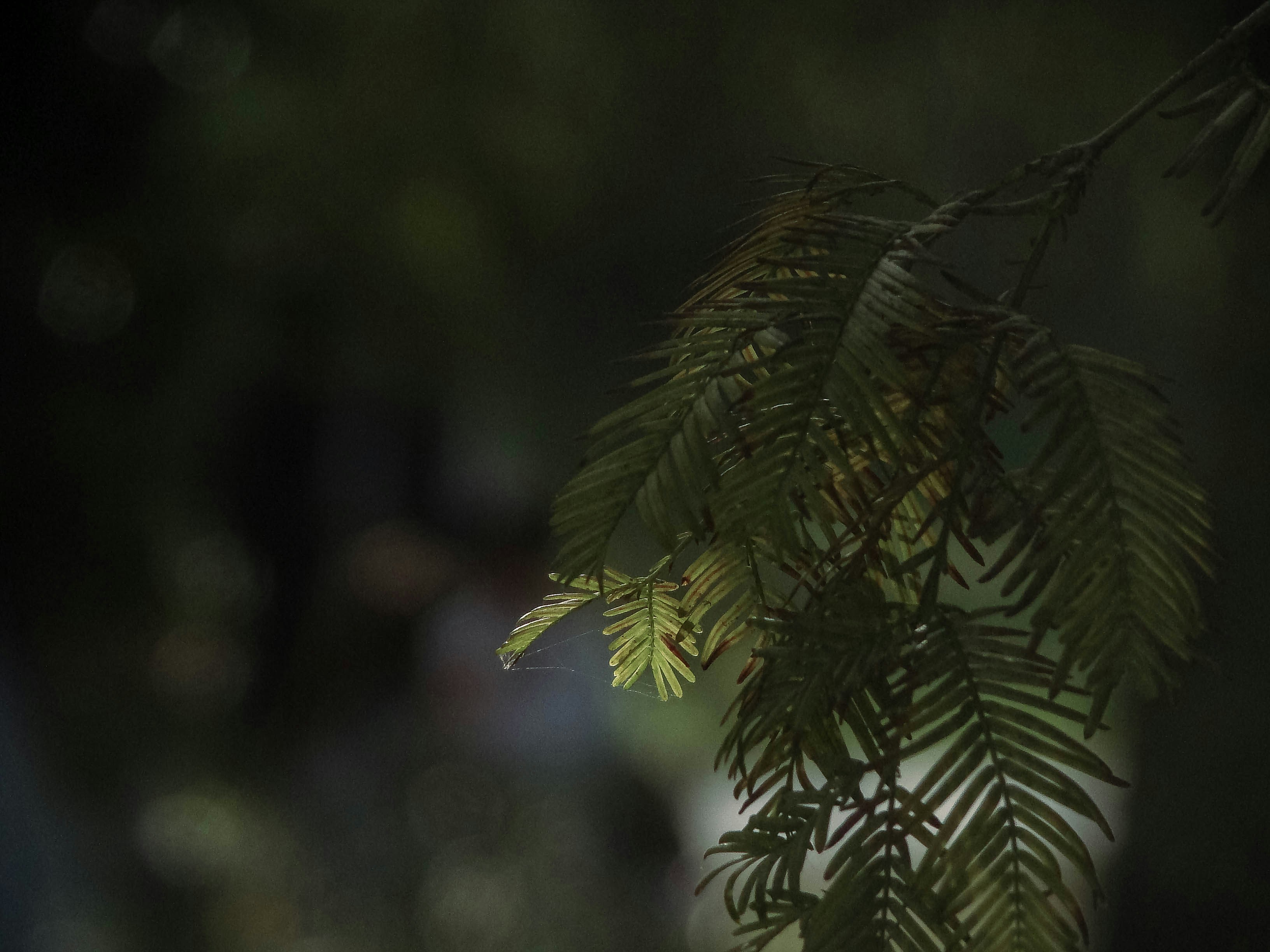 Close-up photograph of fern fronds with shallow depth of field and a softly blurred background.
