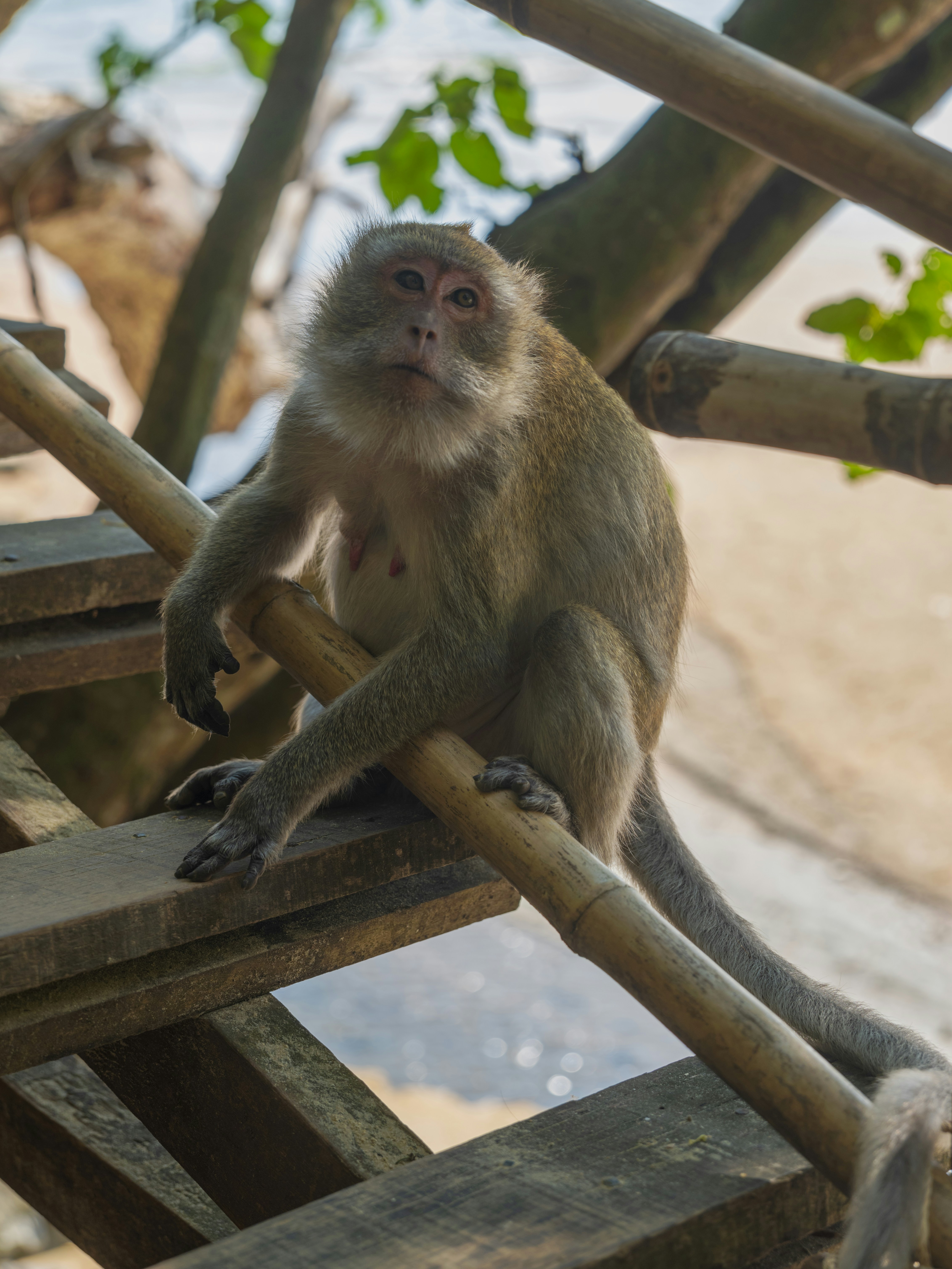 A macaque perched on weathered bamboo planks and beams, gazing toward the camera with a curious expression in a sunlit, rustic setting.