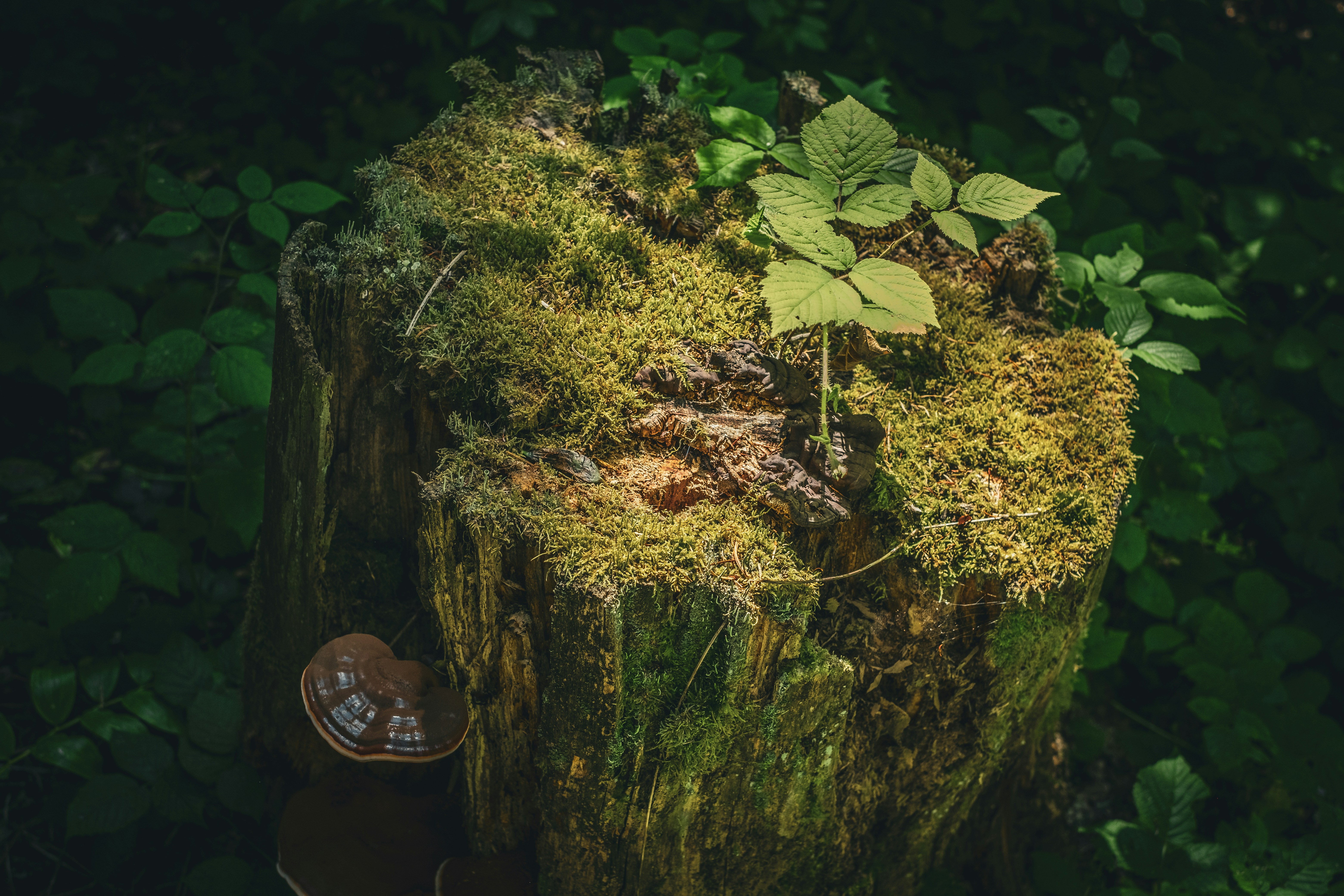 Resilience Amidst Decay: Nature's Revival