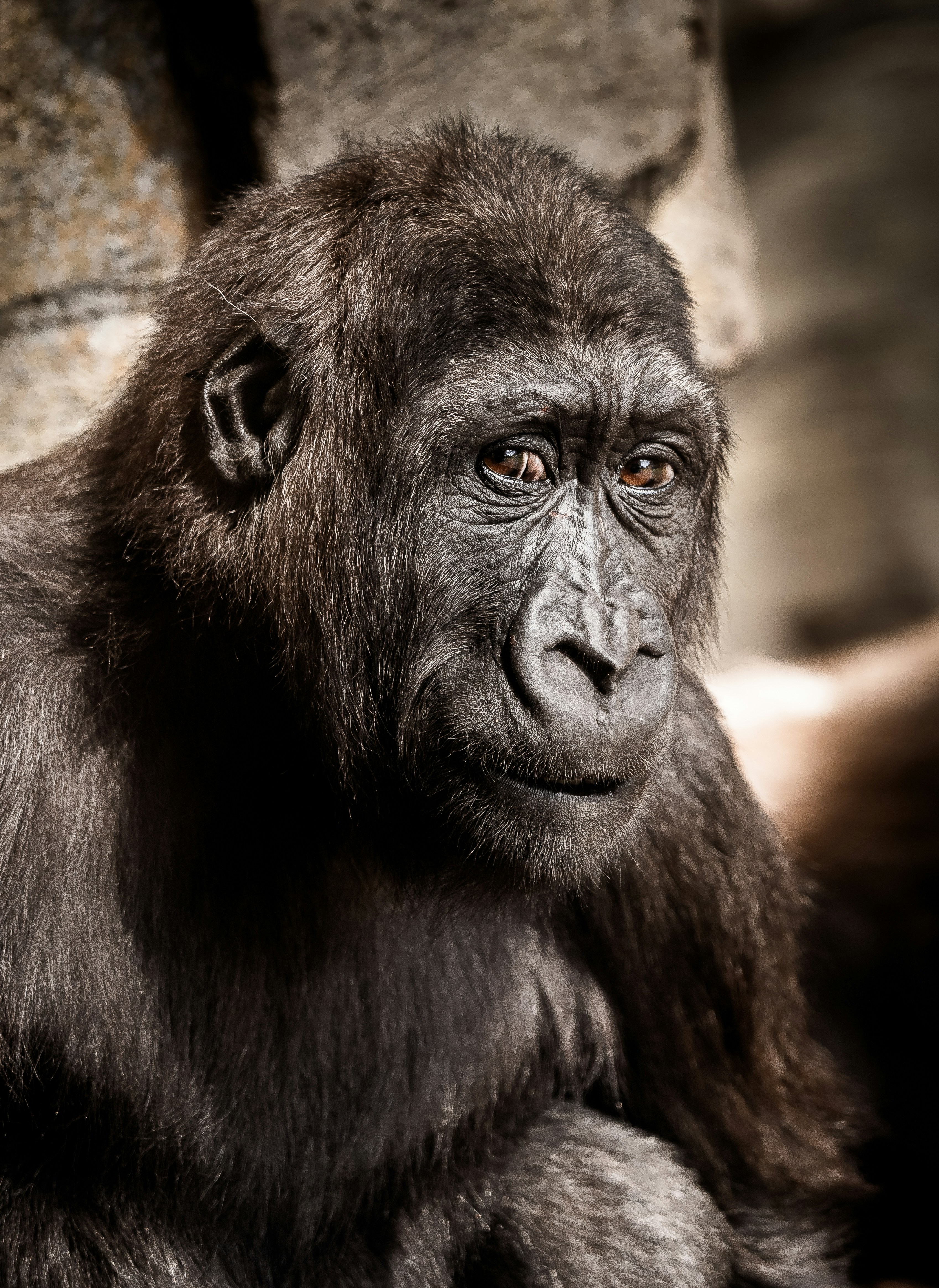 Gorilla