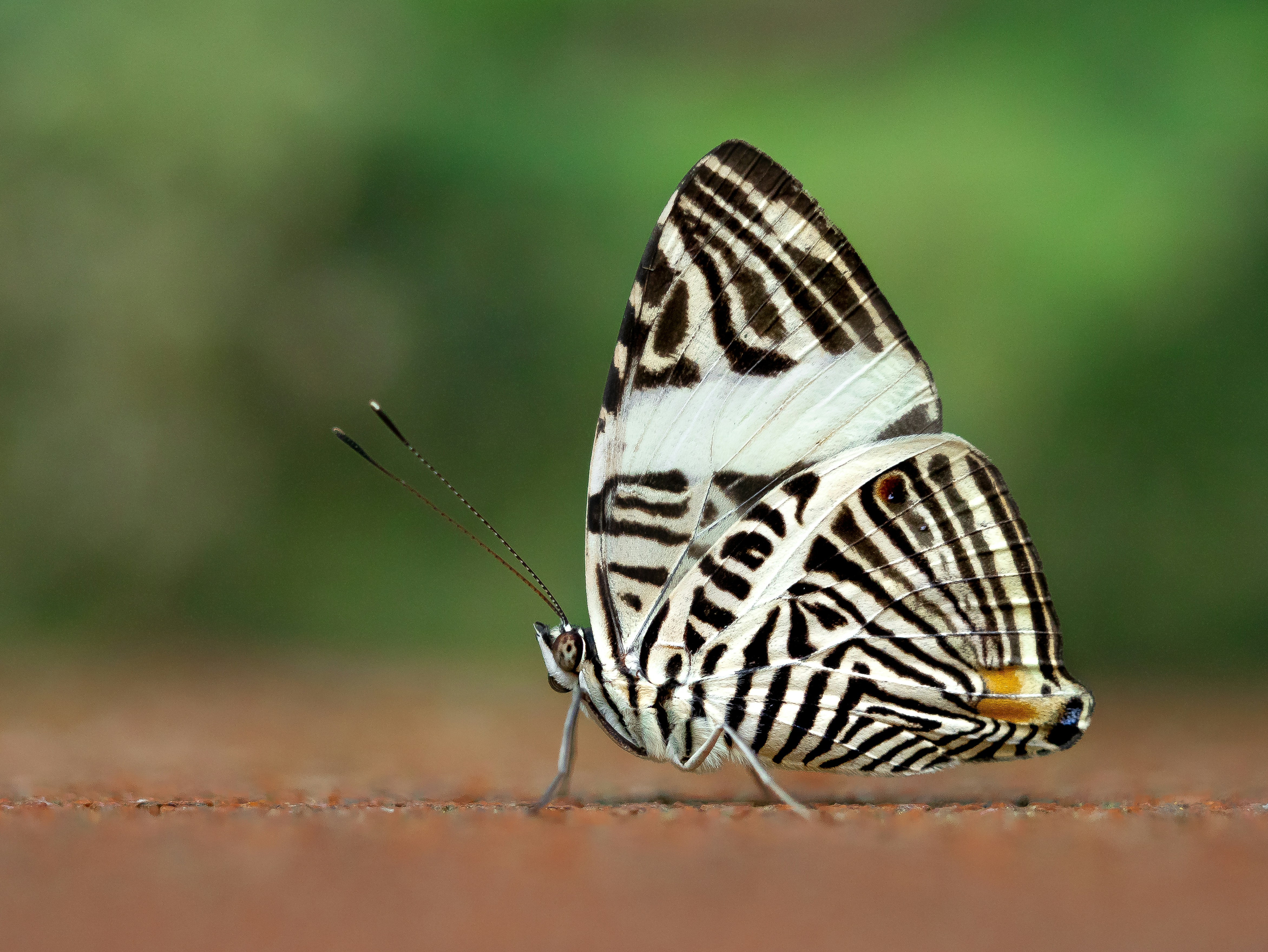 Ground-level Pause: Zebra-winged Butterfly on a Dusty Red Path