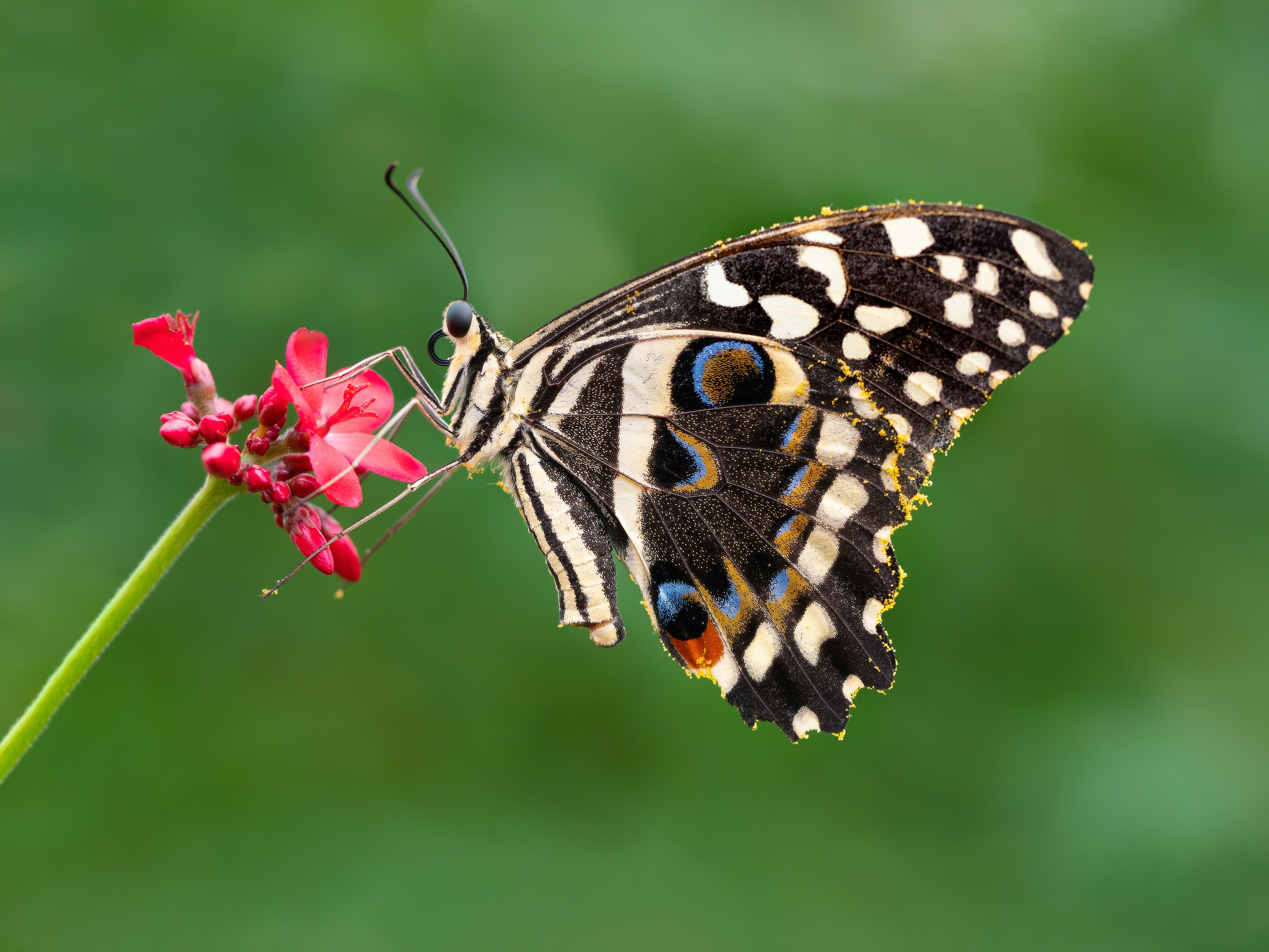 Colorful Encounter on a Pink Bloom: Butterfly in Sharp Focus