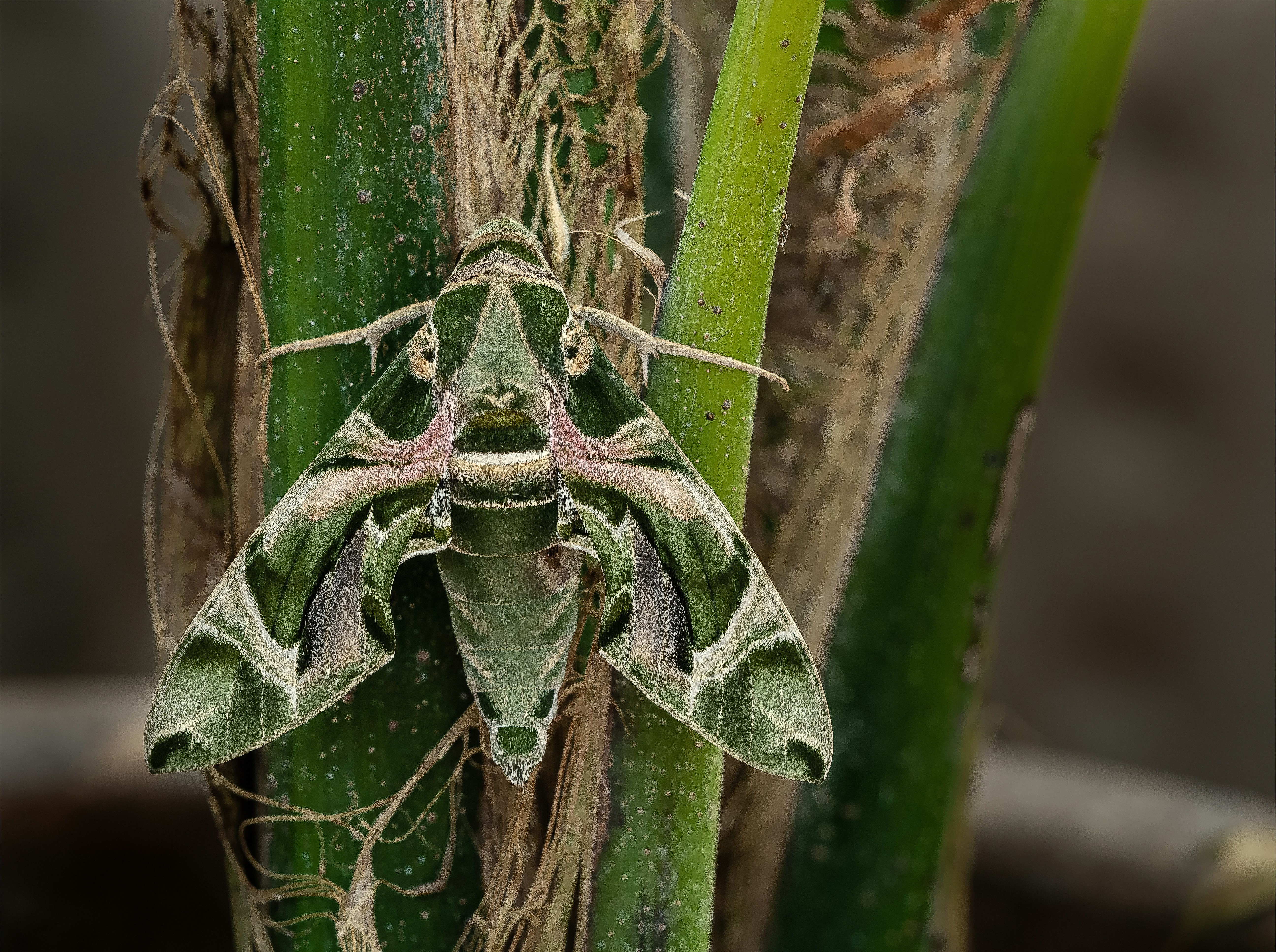 Green-veined Ghost Moth on Verdant Stem: A Camouflage Portrait