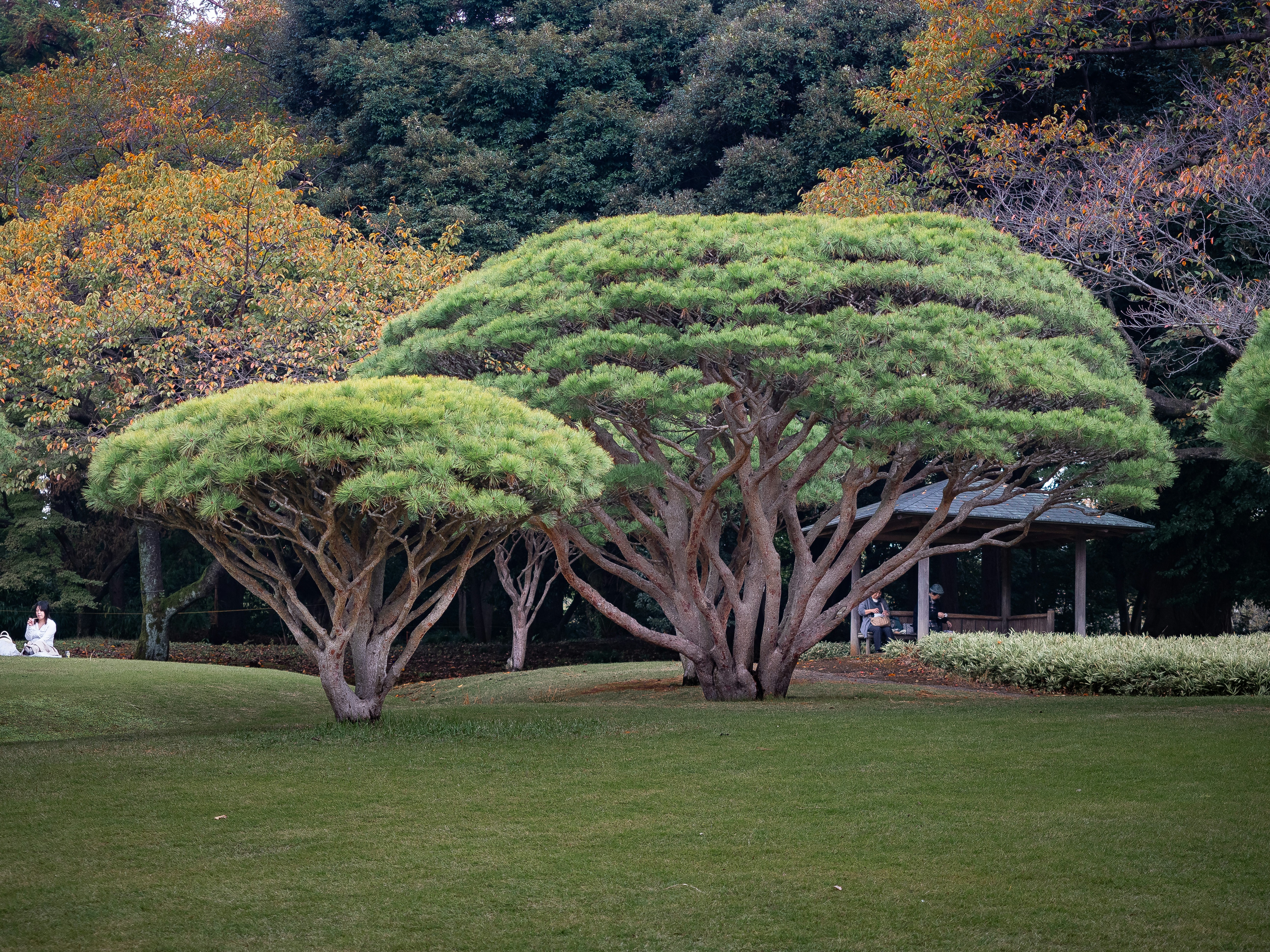 Pruned Cloud-Top Canopy: A Quiet, Sculpted Grove in Autumn Light