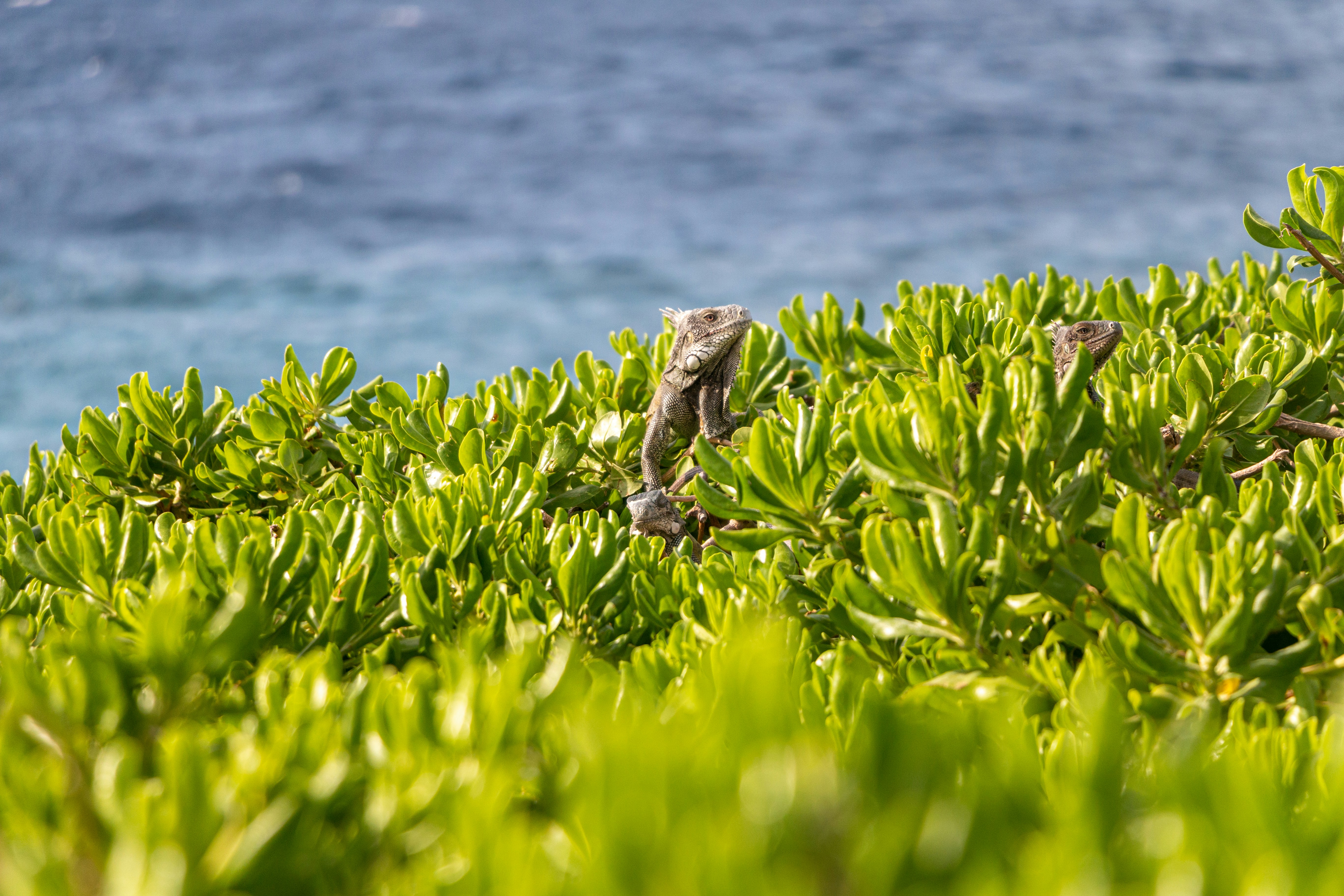 Verdant Sentinel by the Coast: A Lizard on Sunlit Coastal Foliage