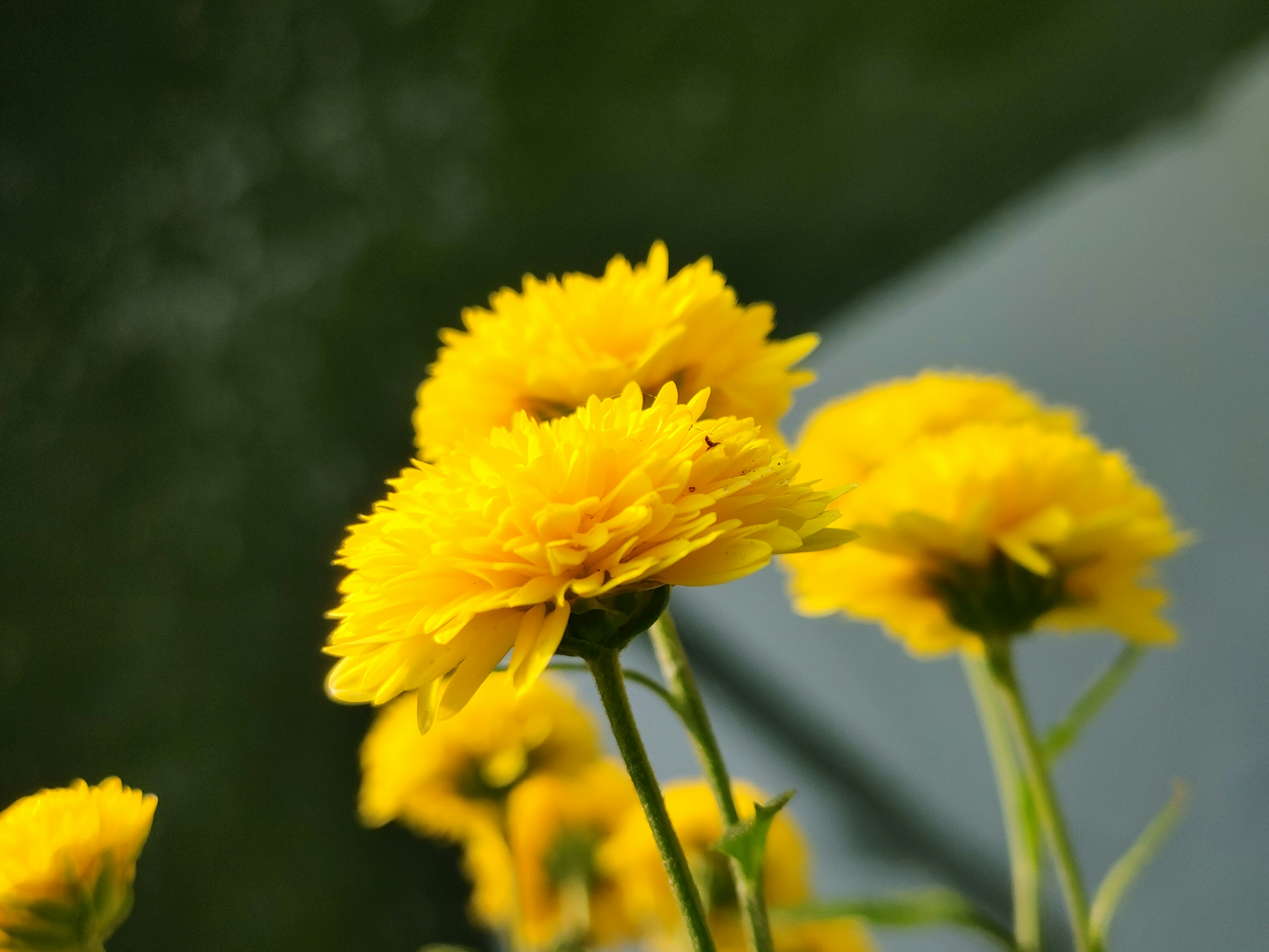 A close-up photograph of vibrant yellow marigold blossoms with a shallow depth of field against a muted green backdrop.