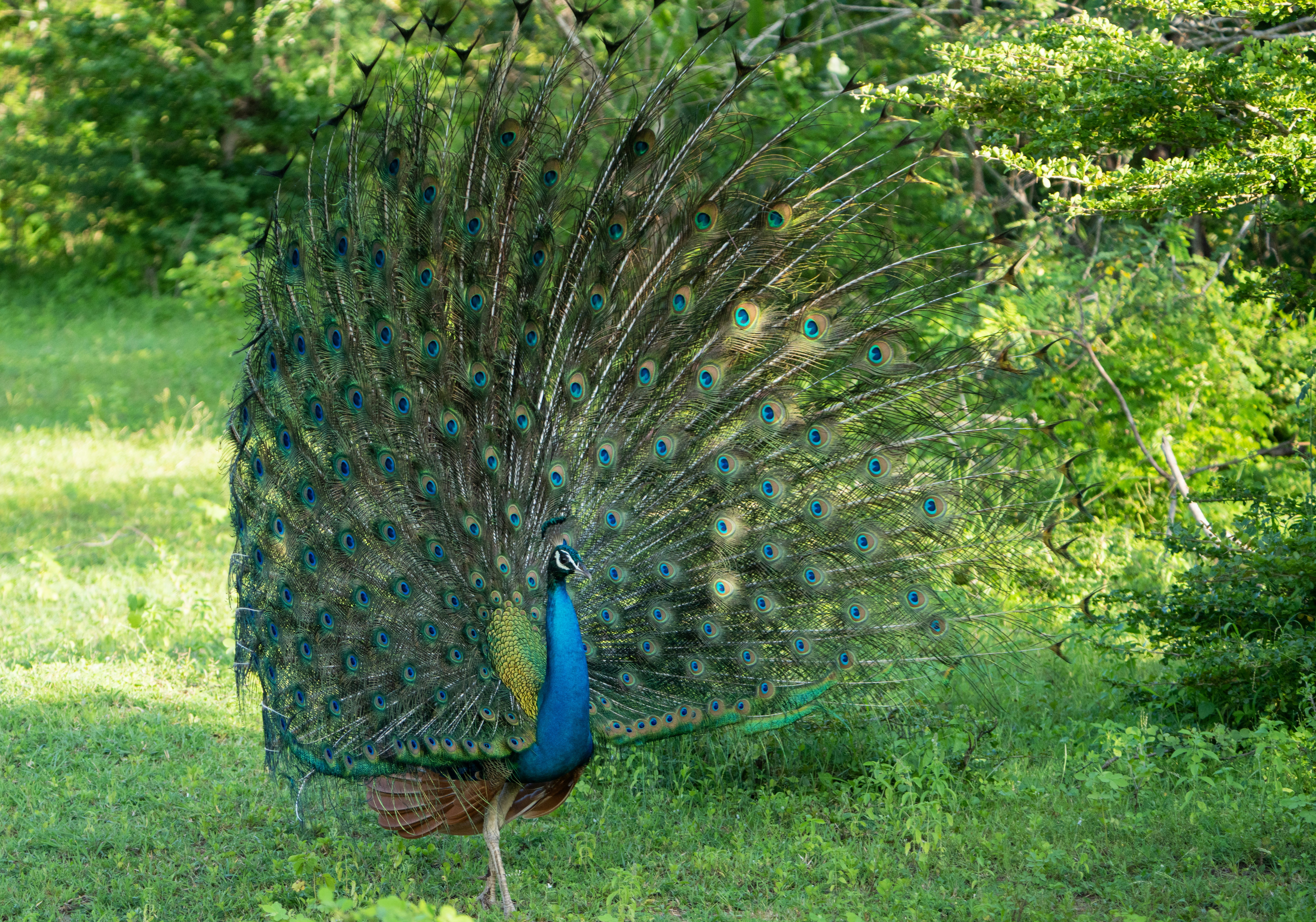 Emerald Cascade: a peacock unfurls its jewel-toned tail in dappled light