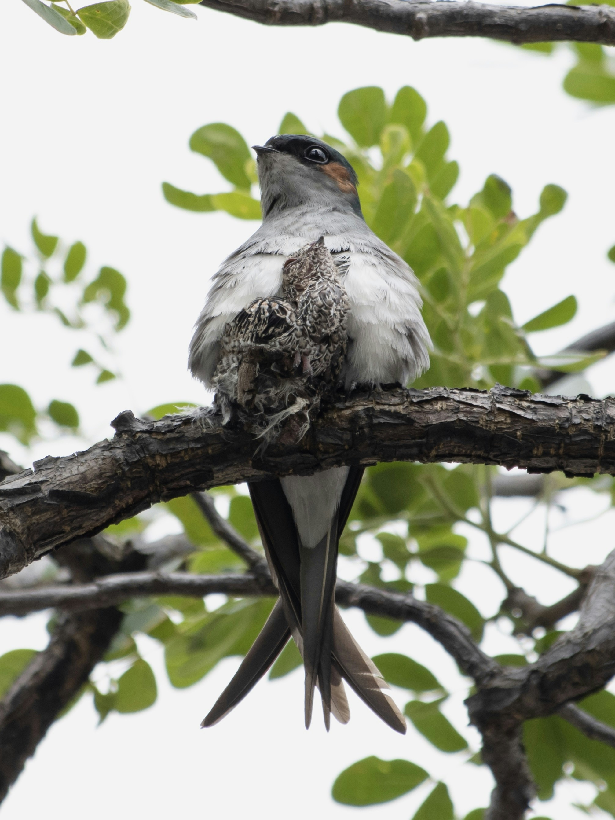 Weathered Branch Vigil: A Gray-and-White Bird Gazes Skyward