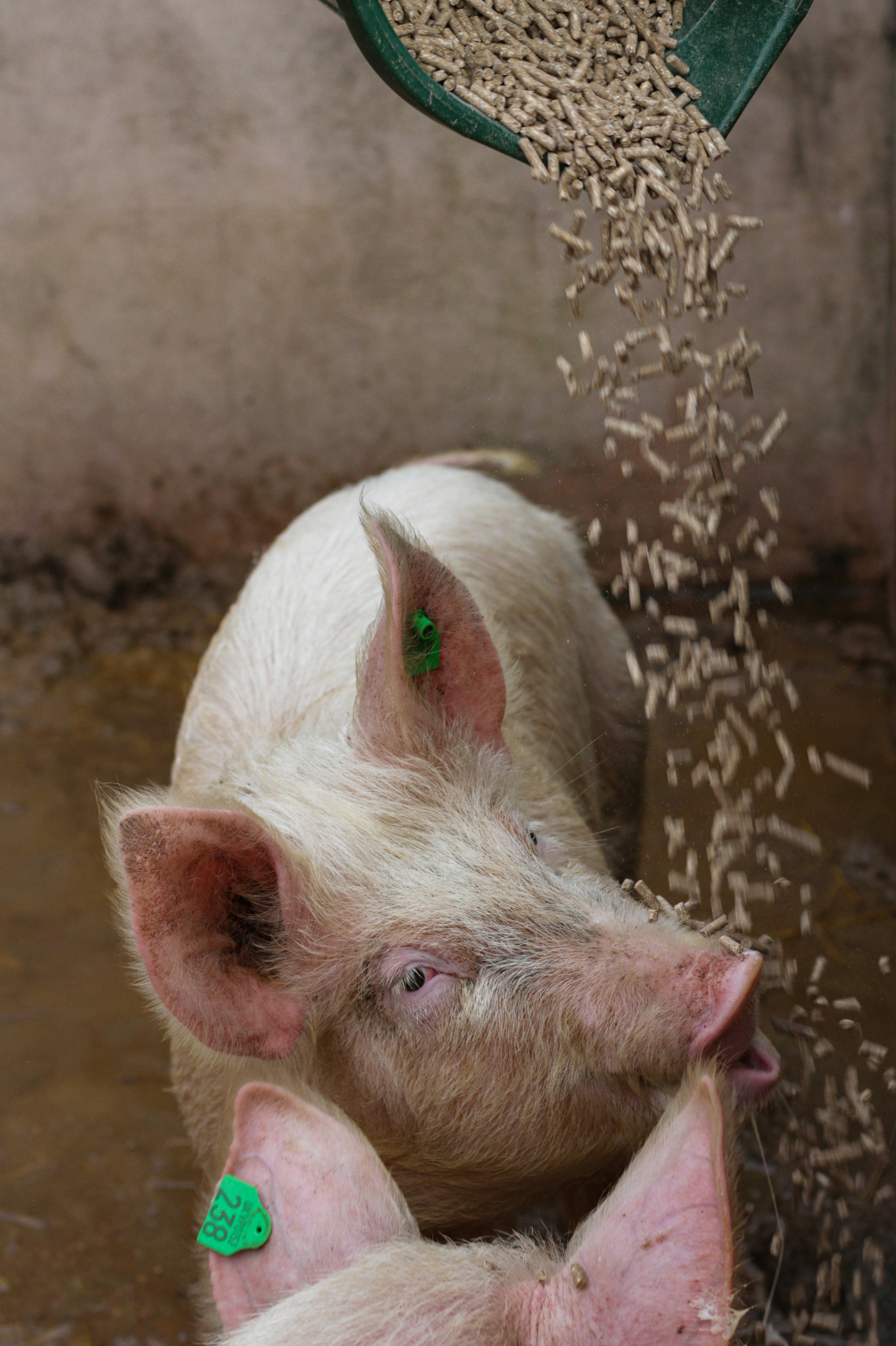 A couple of small pigs standing next to each other photo – Free Animal ...