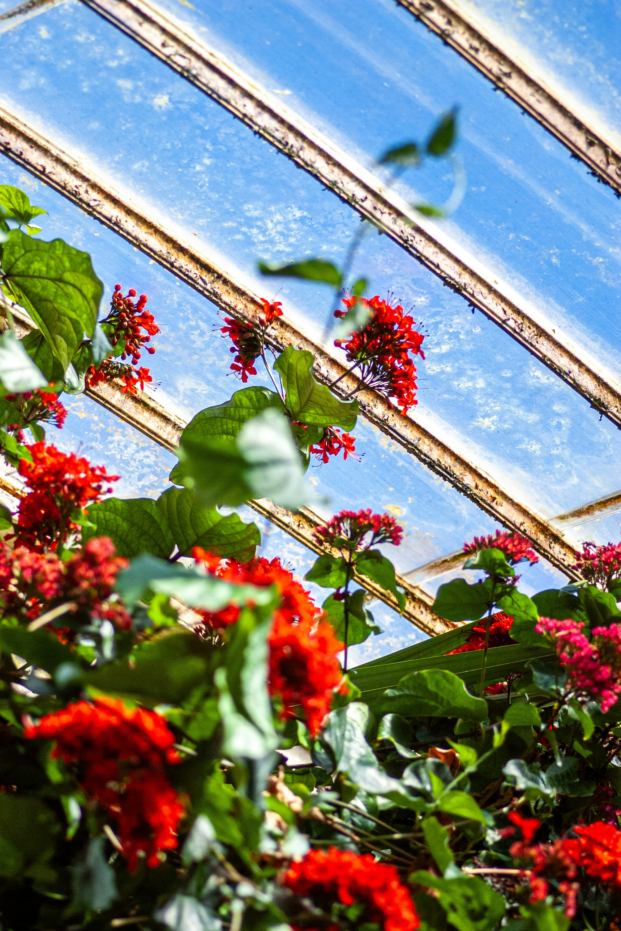 Crimson Lantana Blooms Under a Sunlit Glass Roof