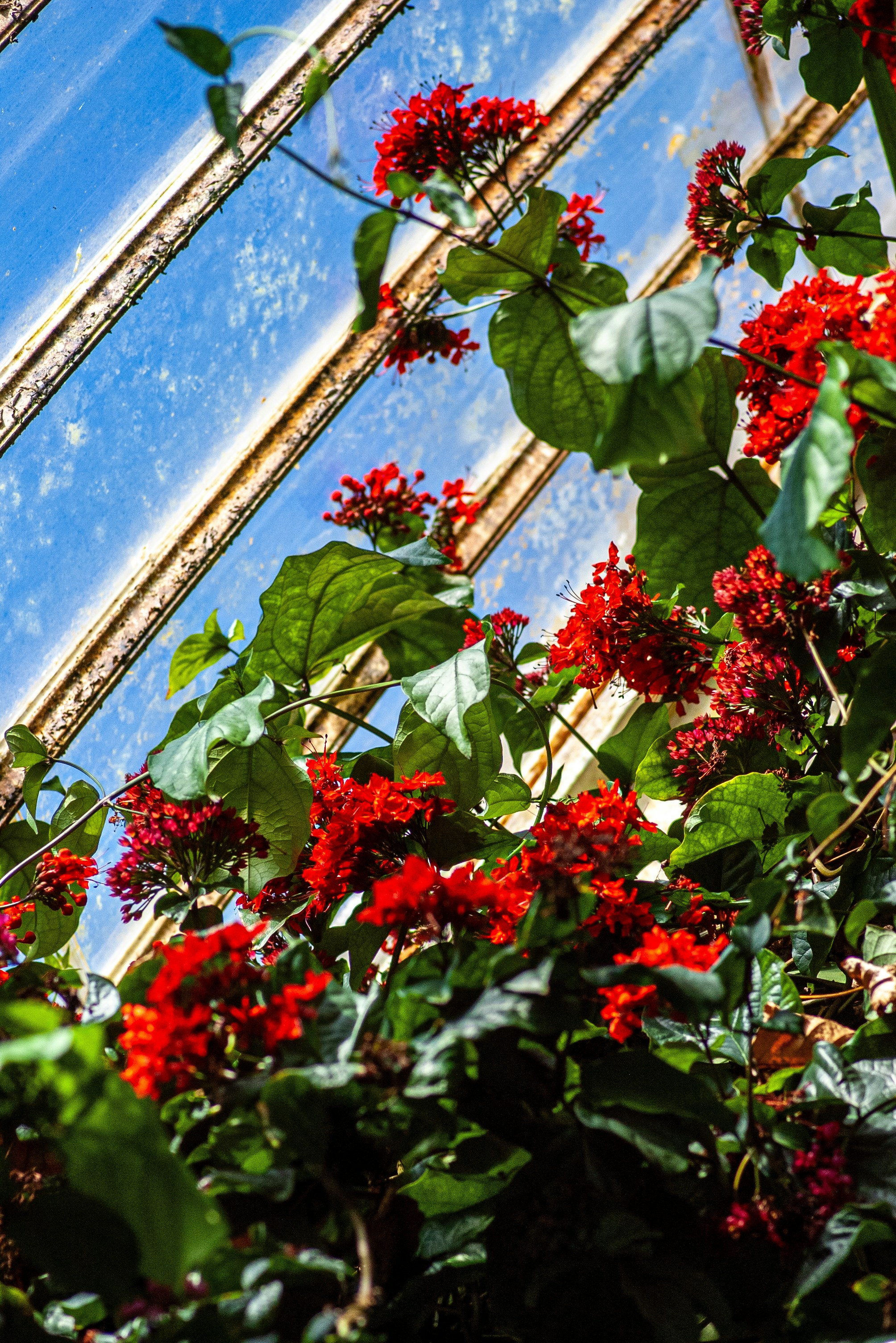 Crimson Climbers Along a Glasshouse Diagonal Under a Bright Sky