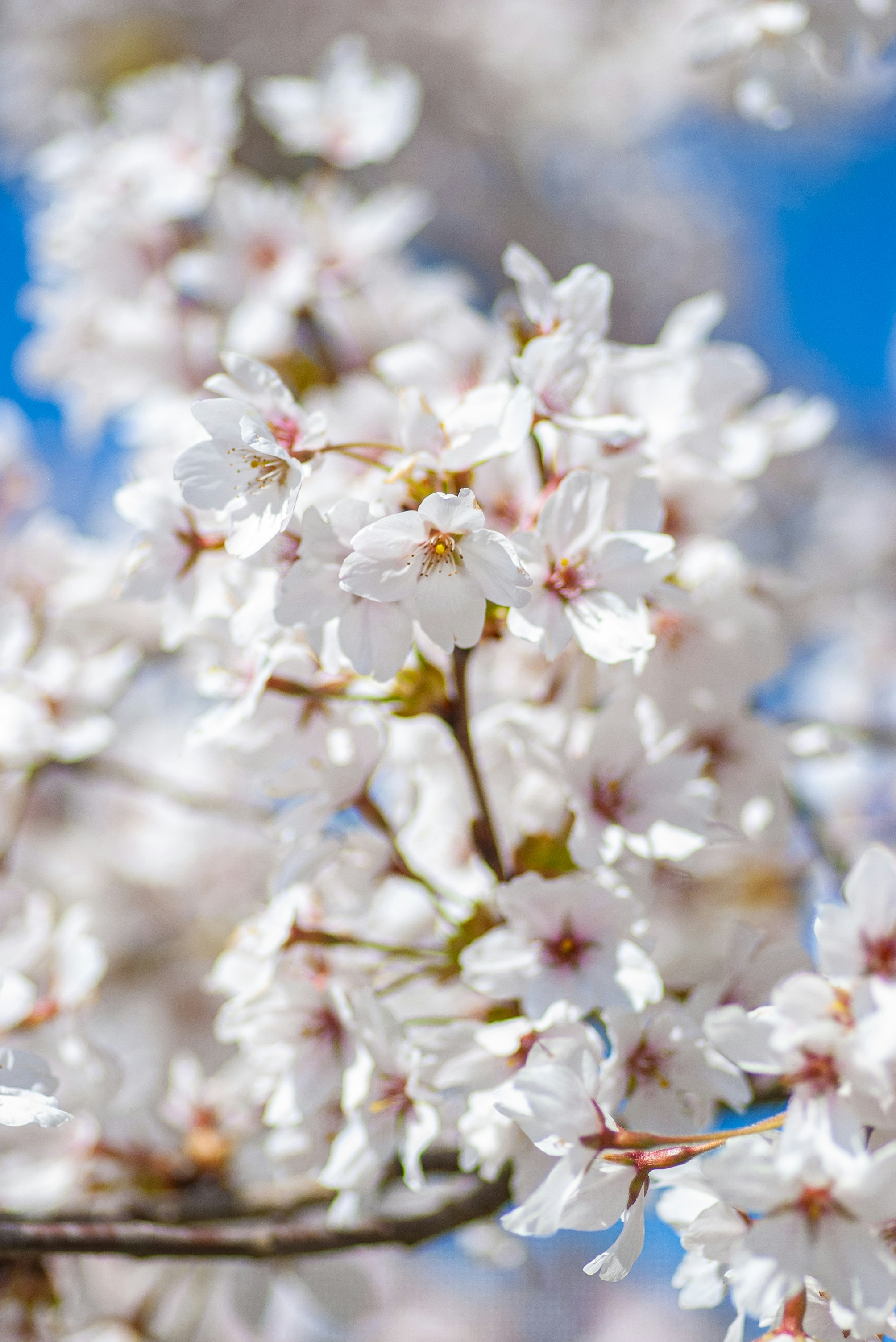 Photo by Yoksel 🌿 Zok with Pentax K100D Super