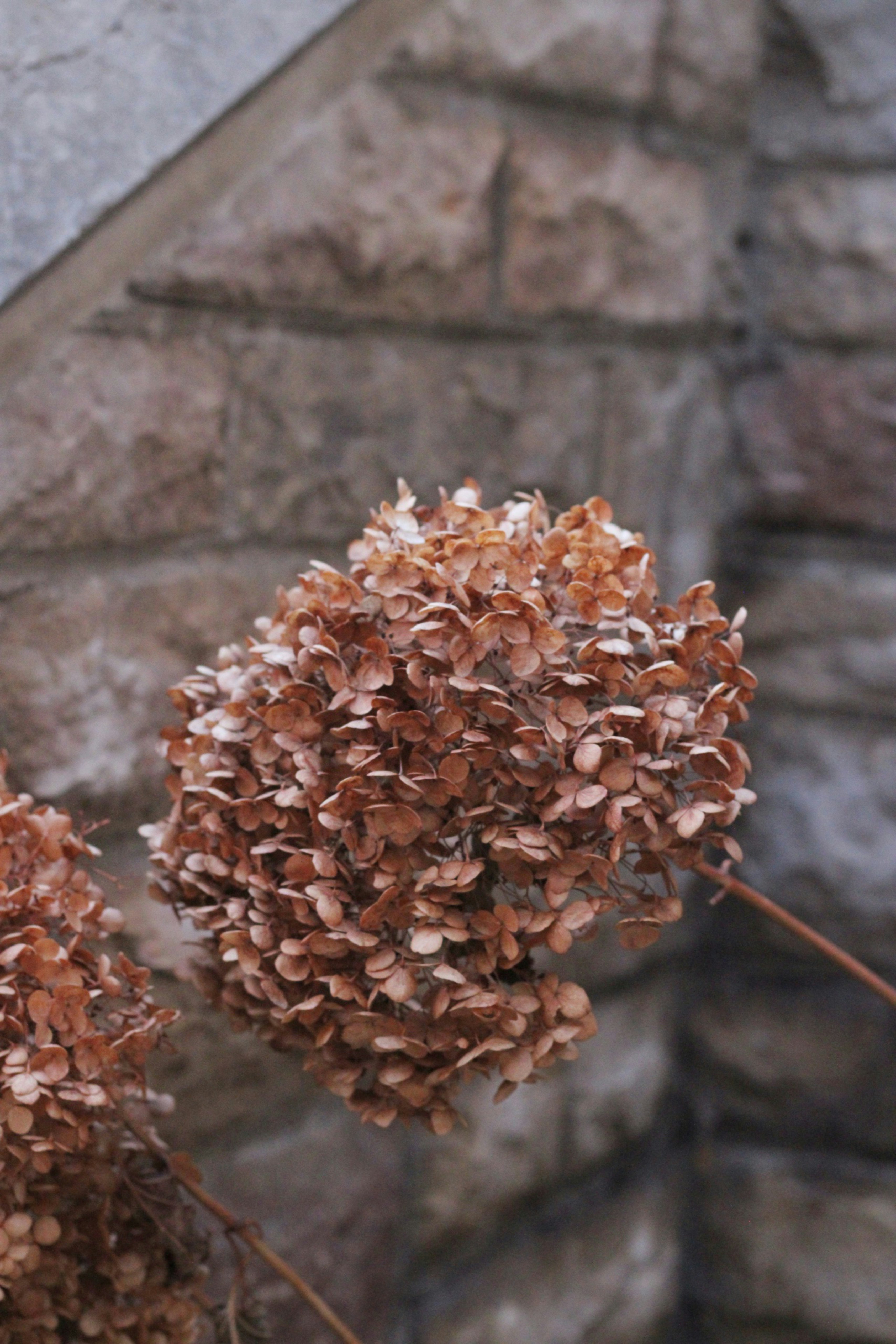 Bronze Hydrangea Clusters Framed by Weathered Stone