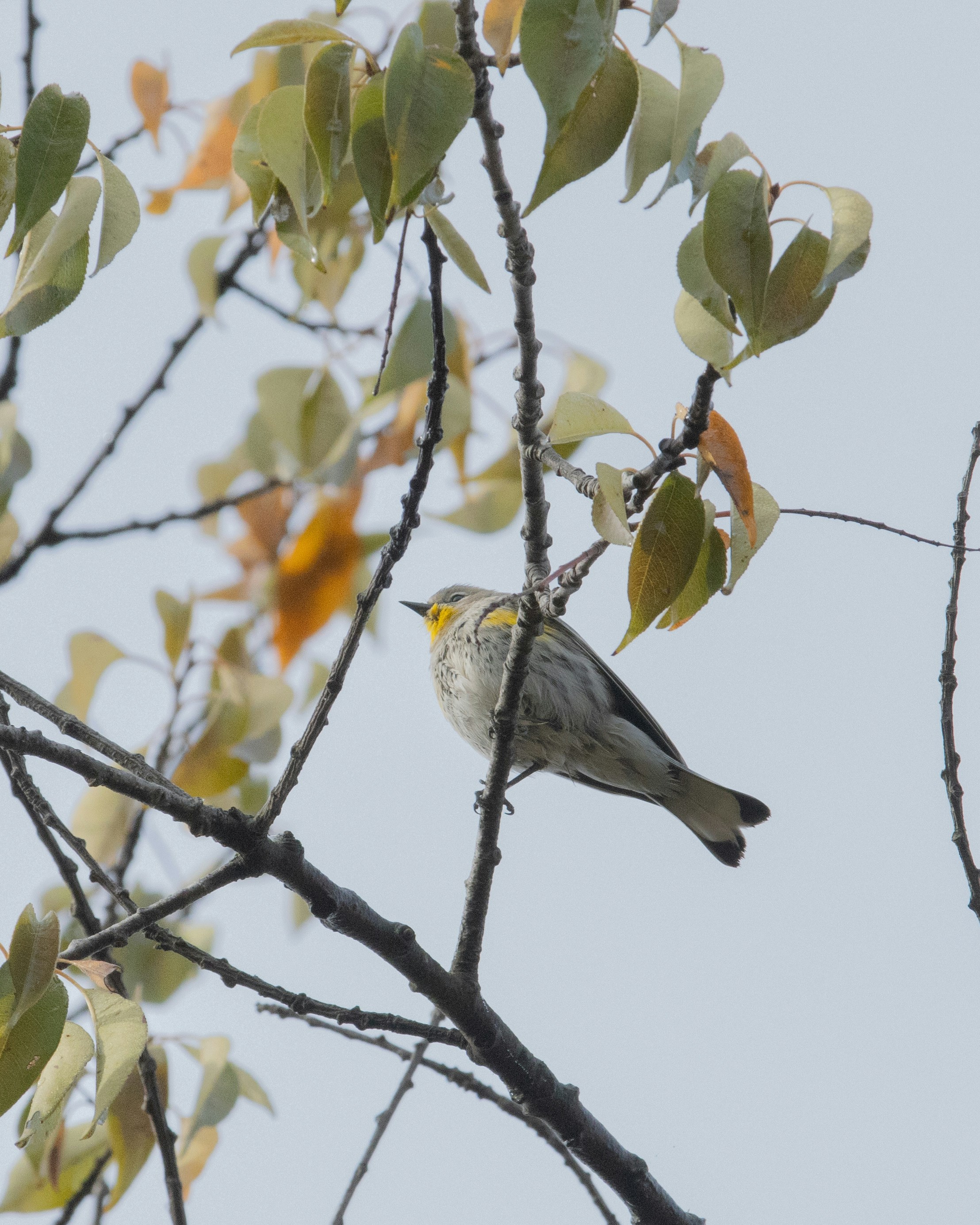 Yellow-tinged Warbler on a Sparse Branch Under a Pale Sky