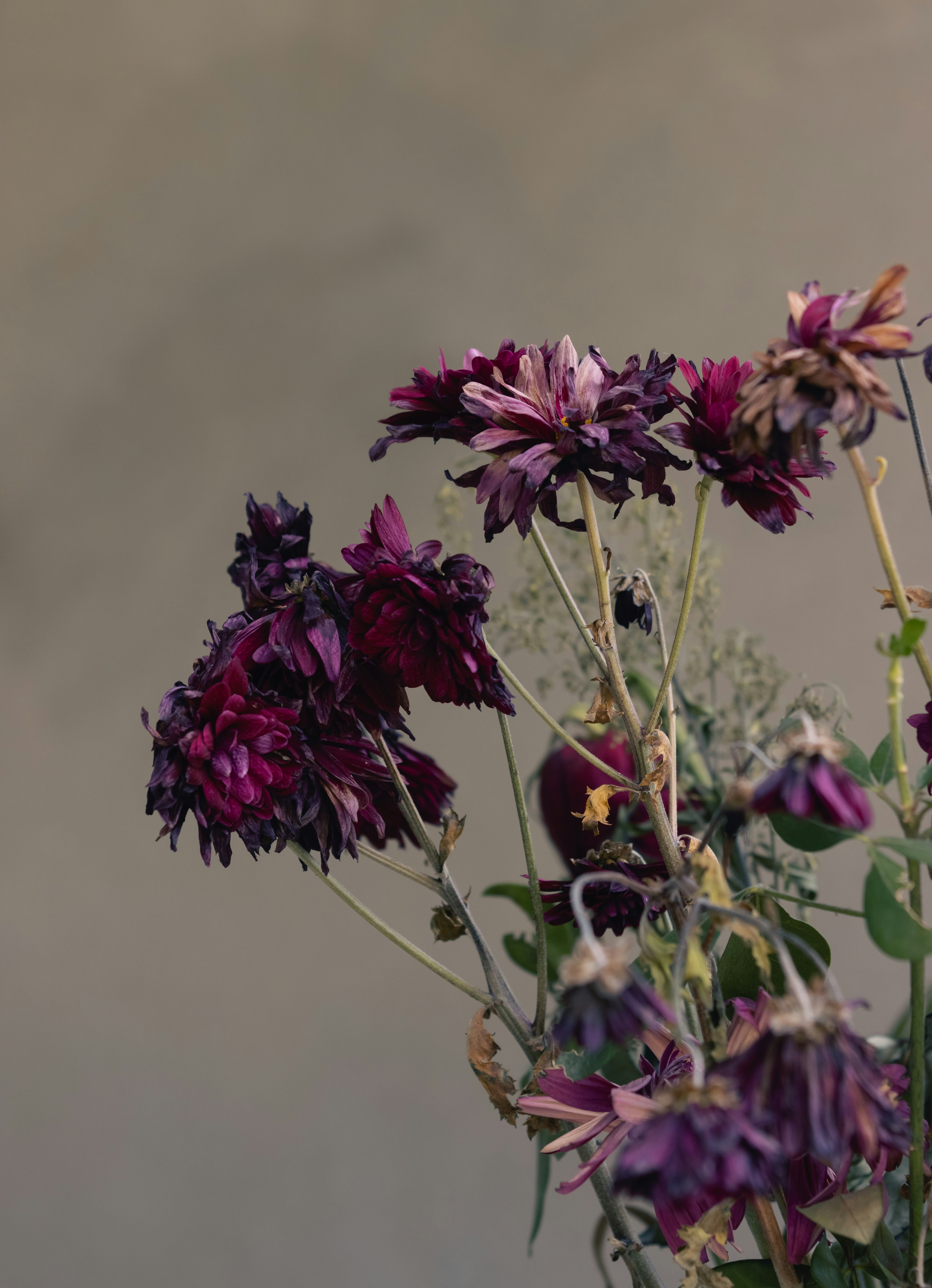 Withering Velvet: A Cluster of Deep Purple Blooms Against a Soft Backdrop