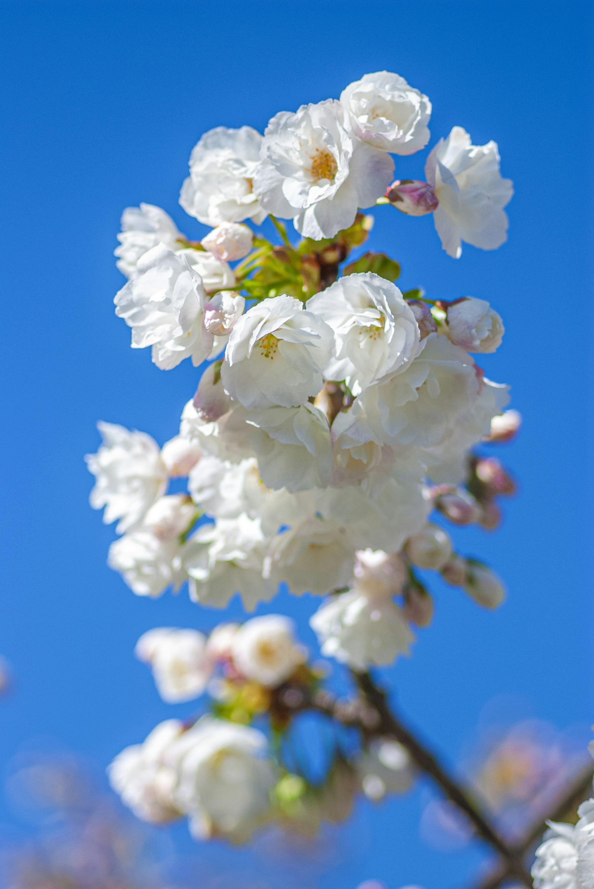 Prune Blanche Photos | Télécharger des images gratuites sur Unsplash
