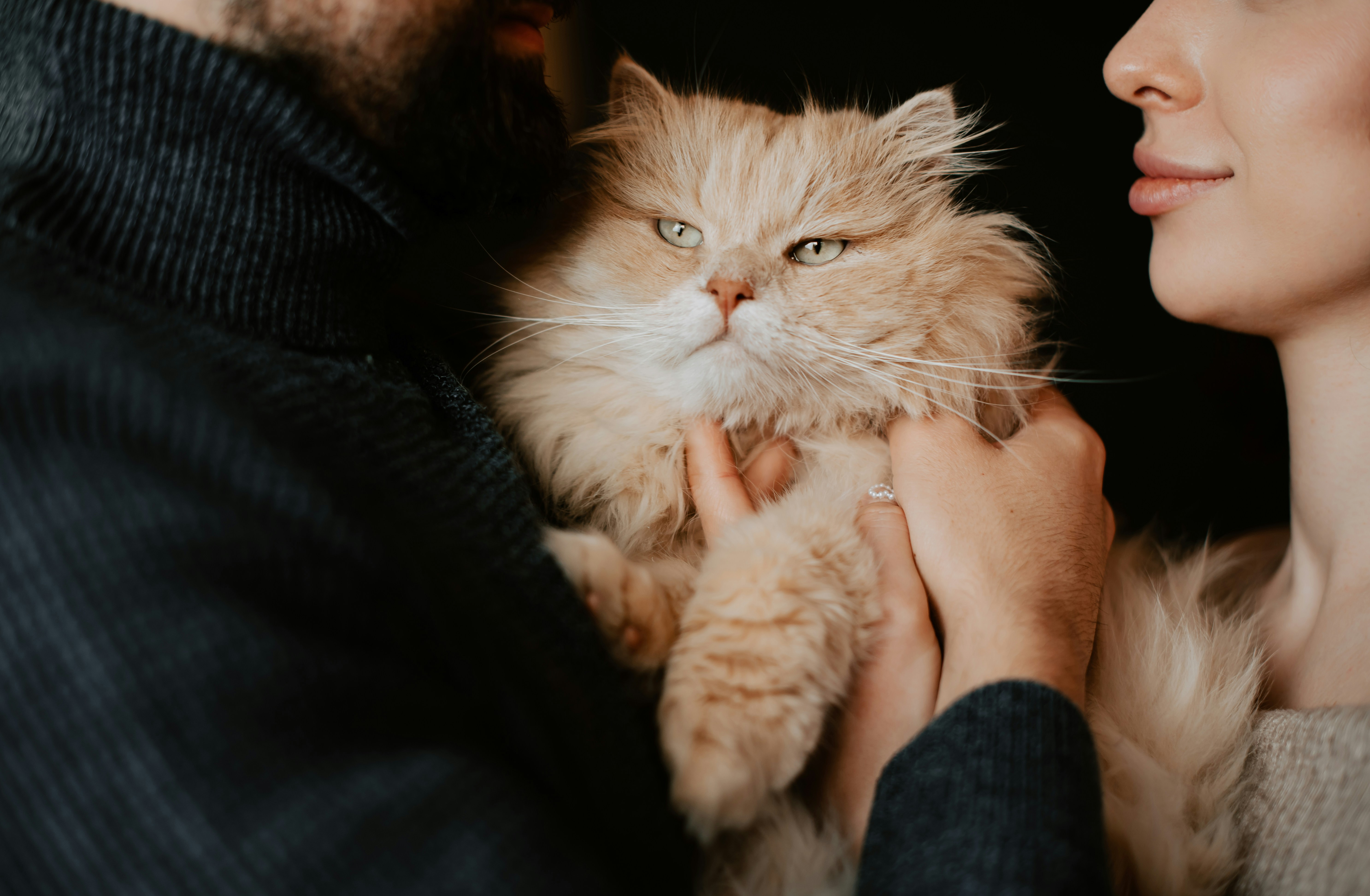 A close up of a person holding a cat photo – Free Person Image on Unsplash