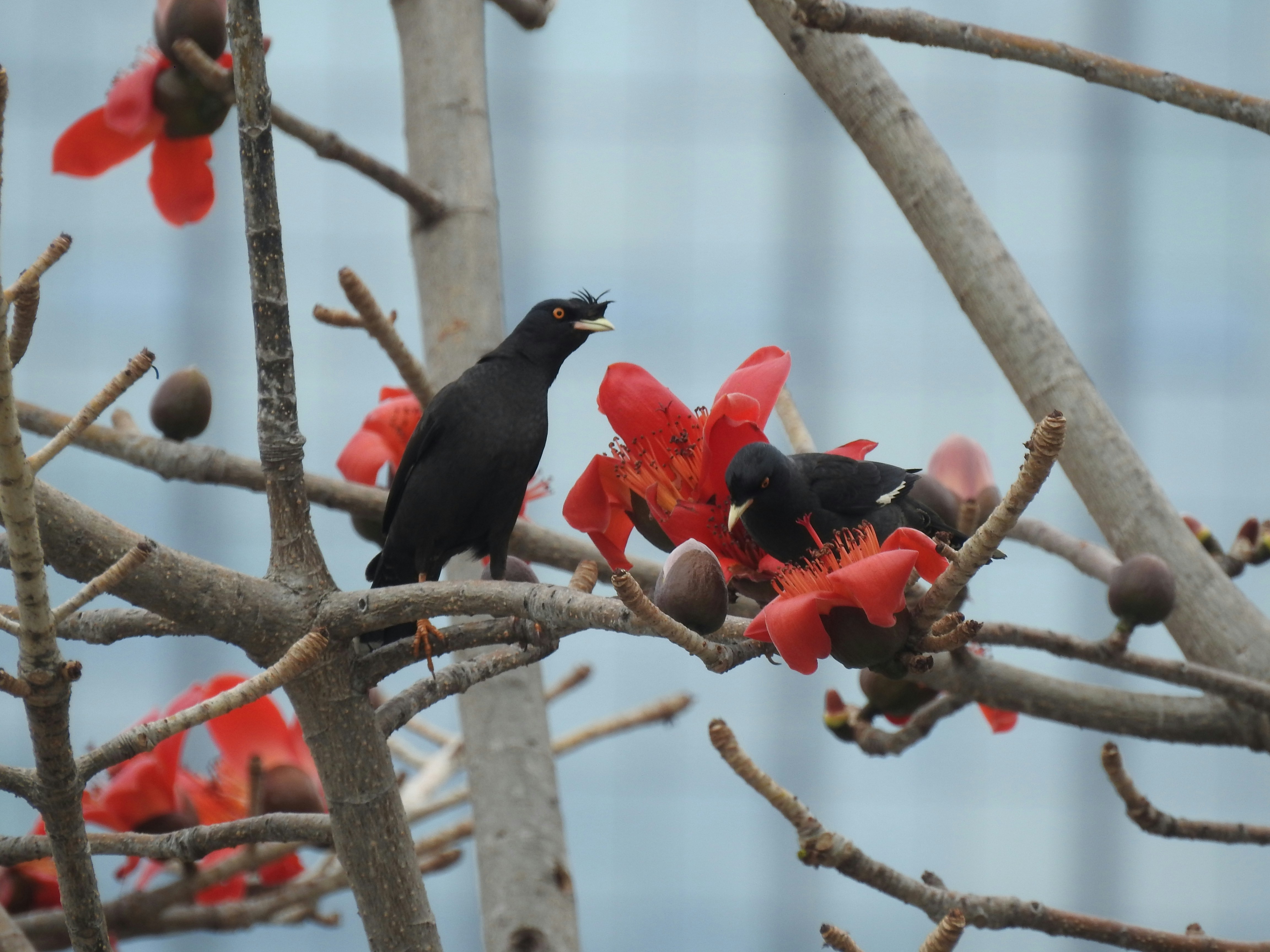 A blackbird perches on a bare branch among vibrant red blossoms, set against a pale blue urban backdrop.