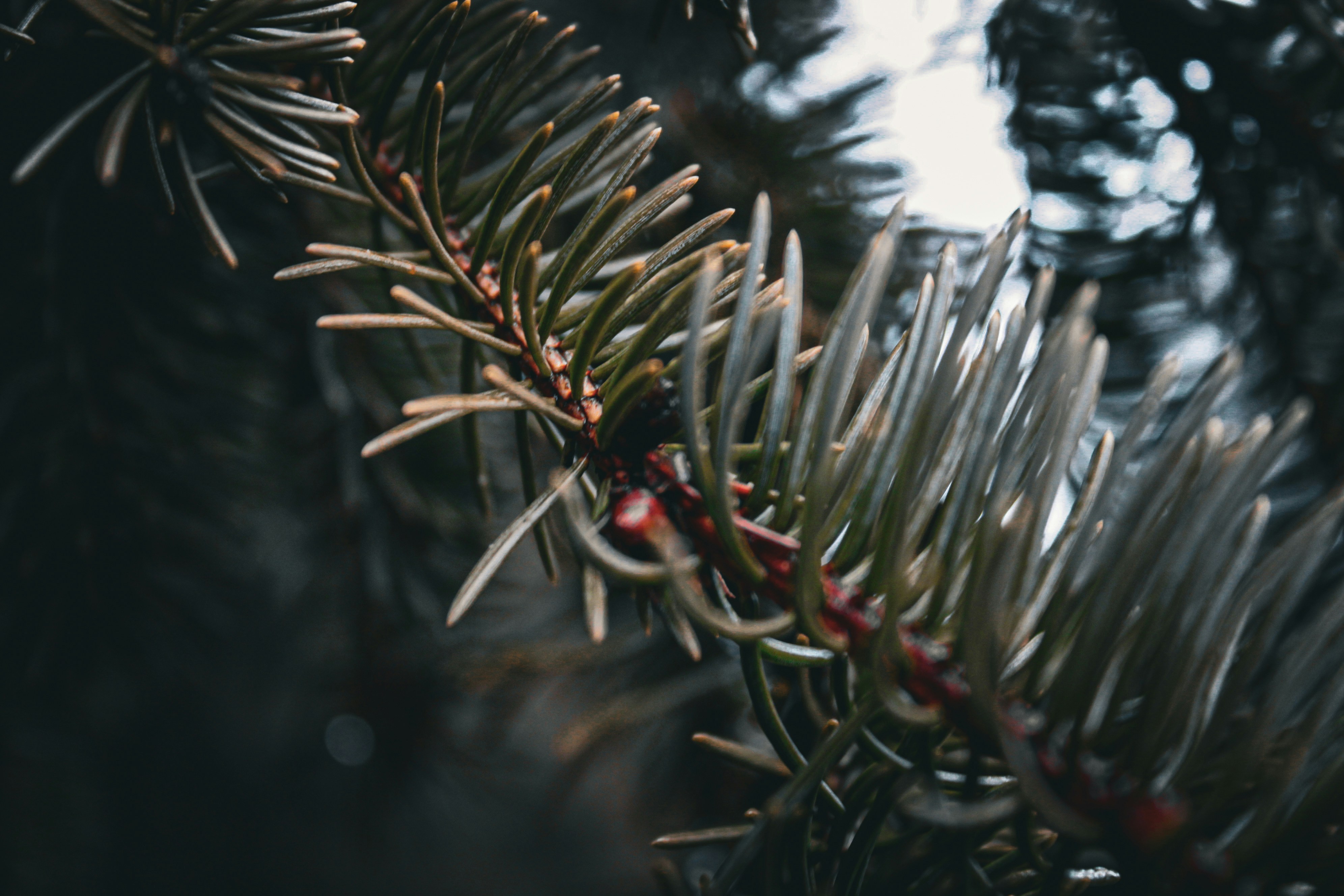 A close up of a pine tree branch photo – Free Forest Image on Unsplash