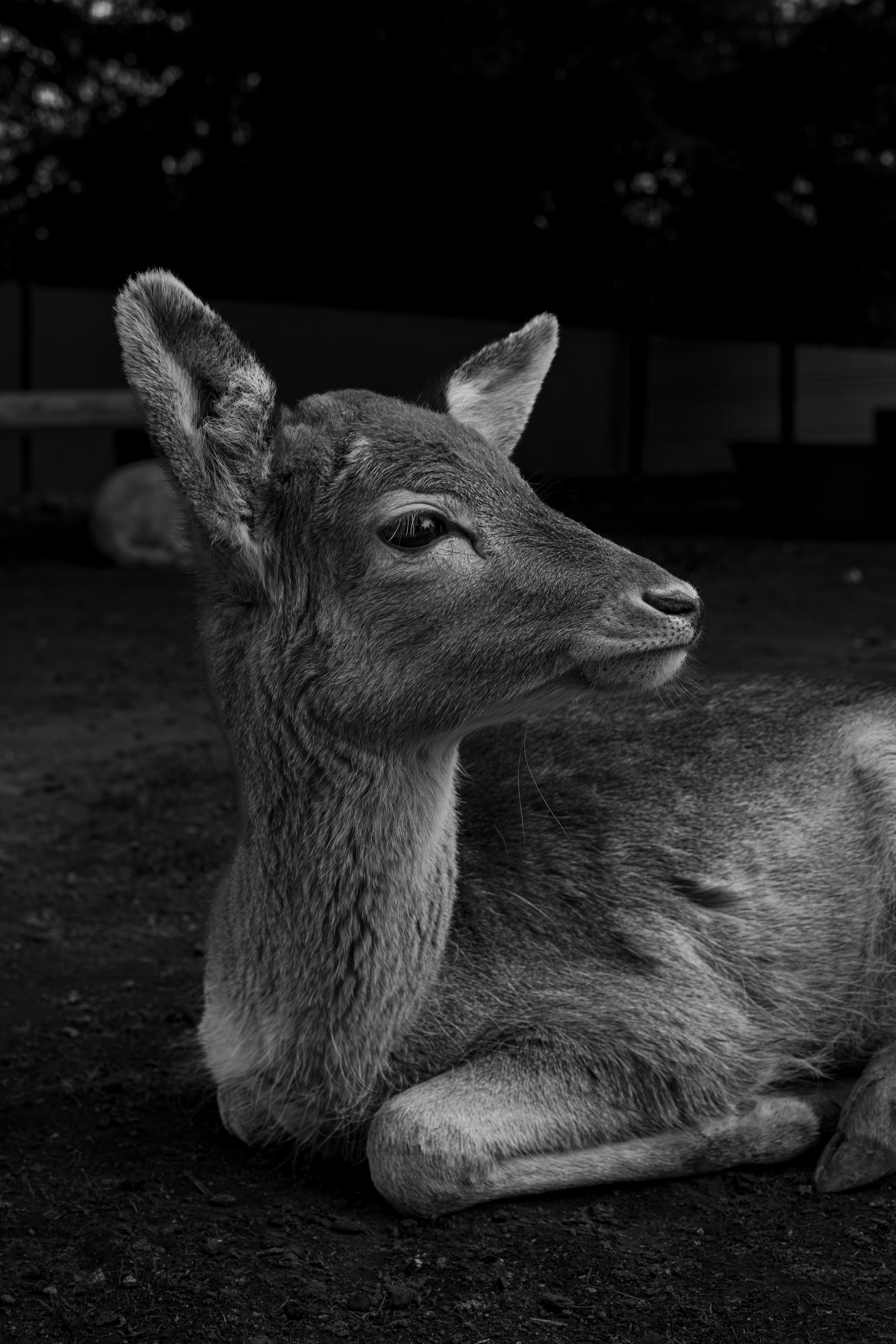 Whispered Vigil: a deer at rest in the shade