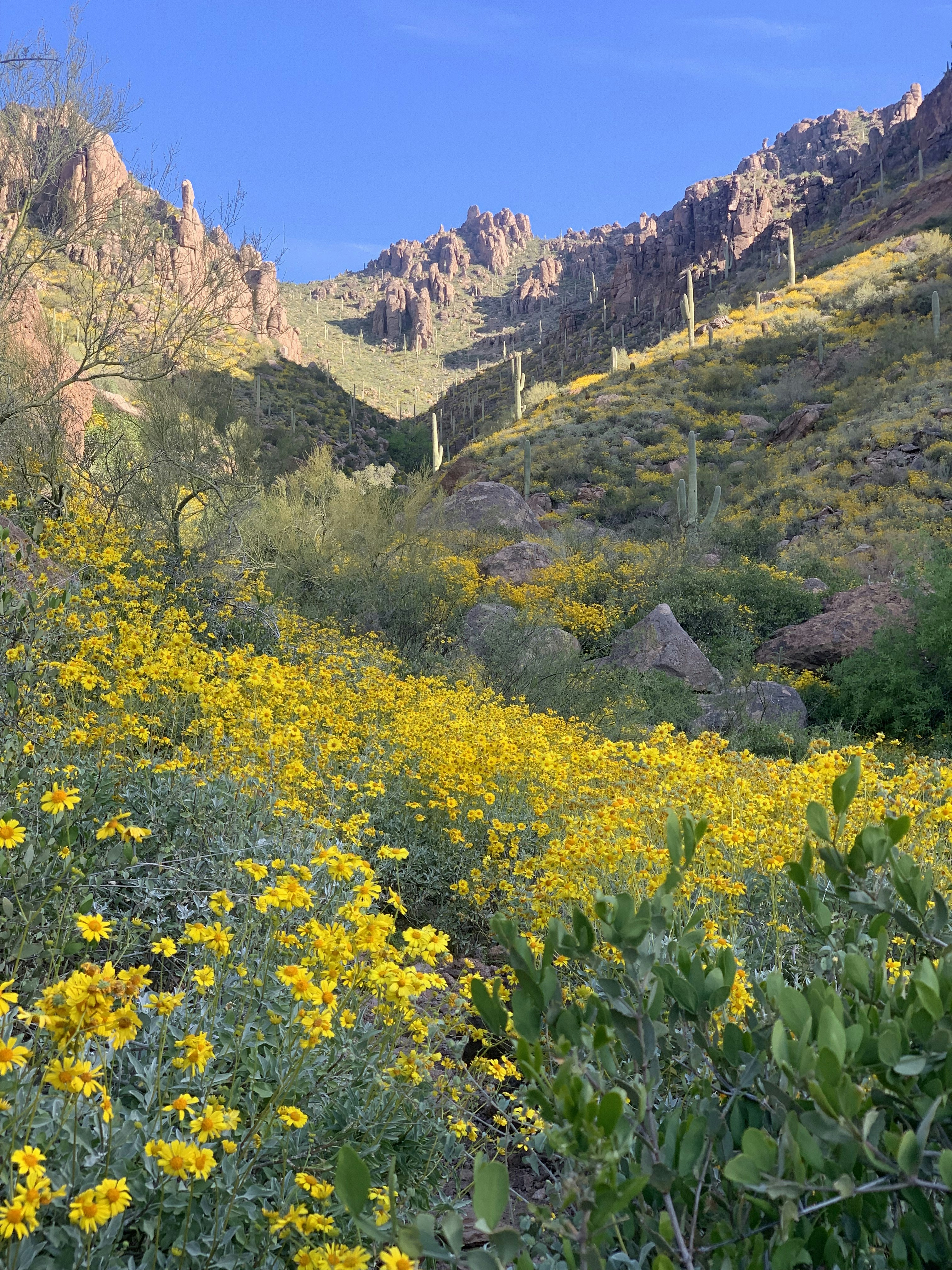 Yellow Wildflowers Carpet the Foothills Beneath a Rugged Sierra