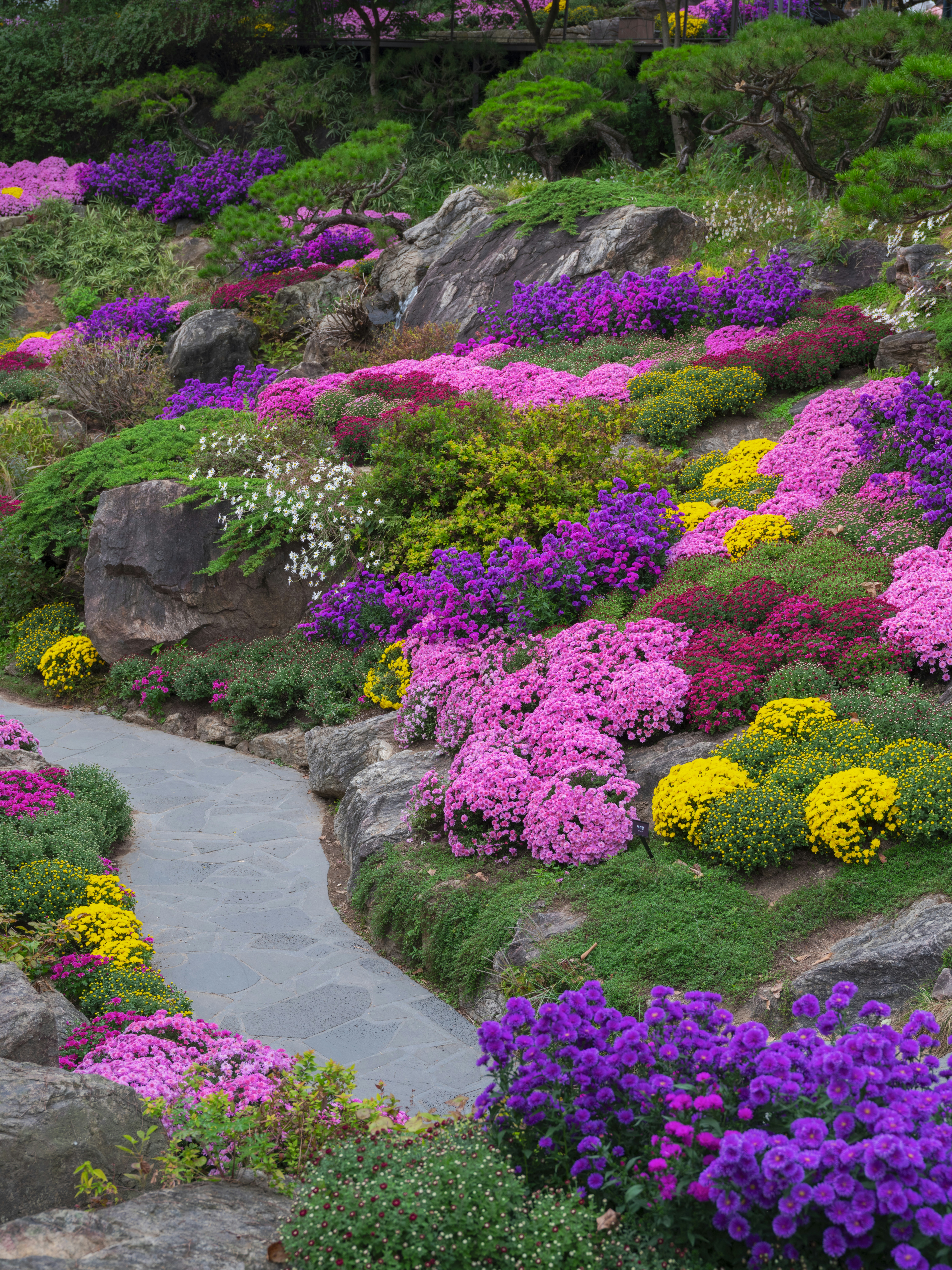 Vibrant azaleas in pink, purple, and yellow cascade around rocky steps beside a winding stone path.