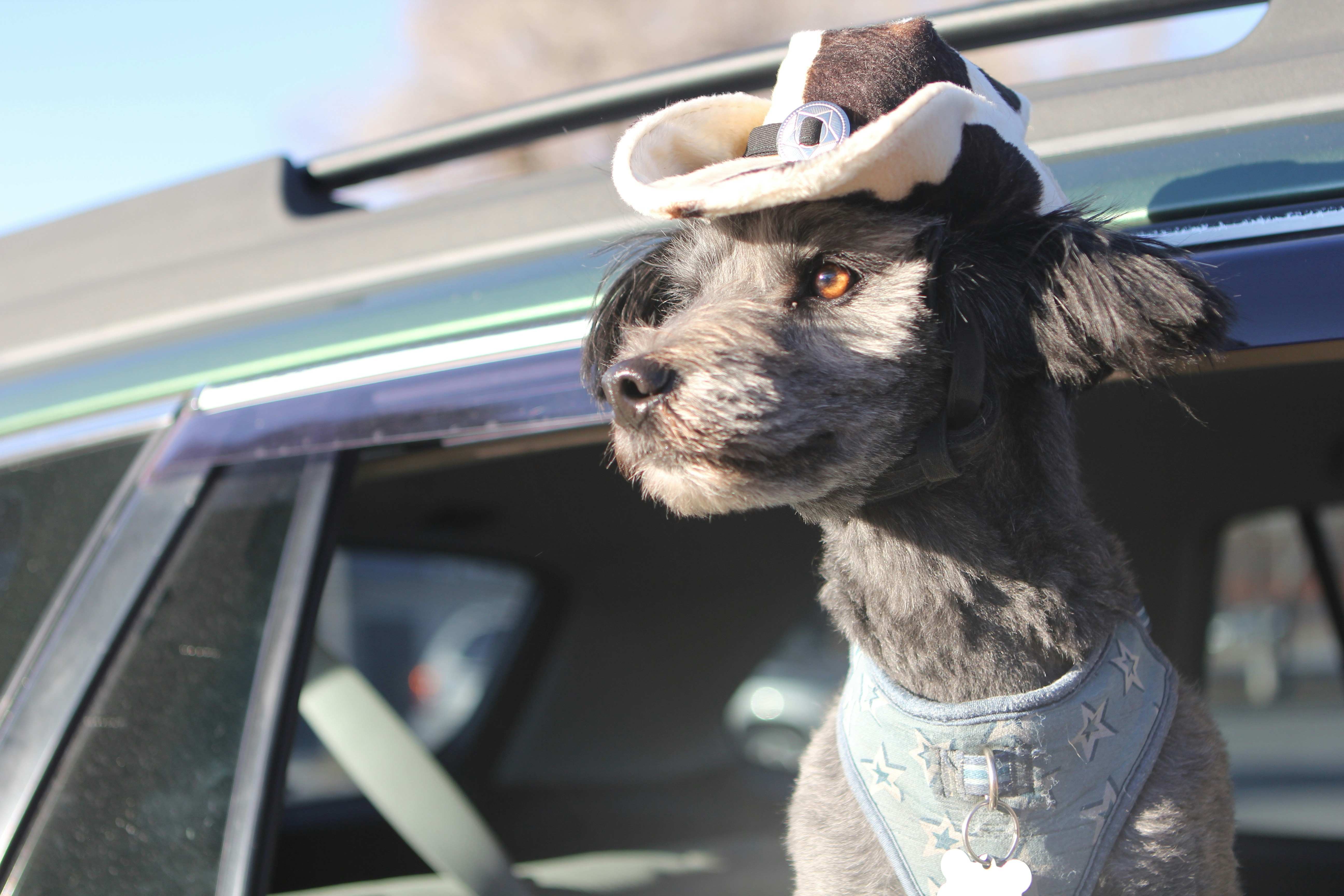Lone Pup on a Sunny Car Parade