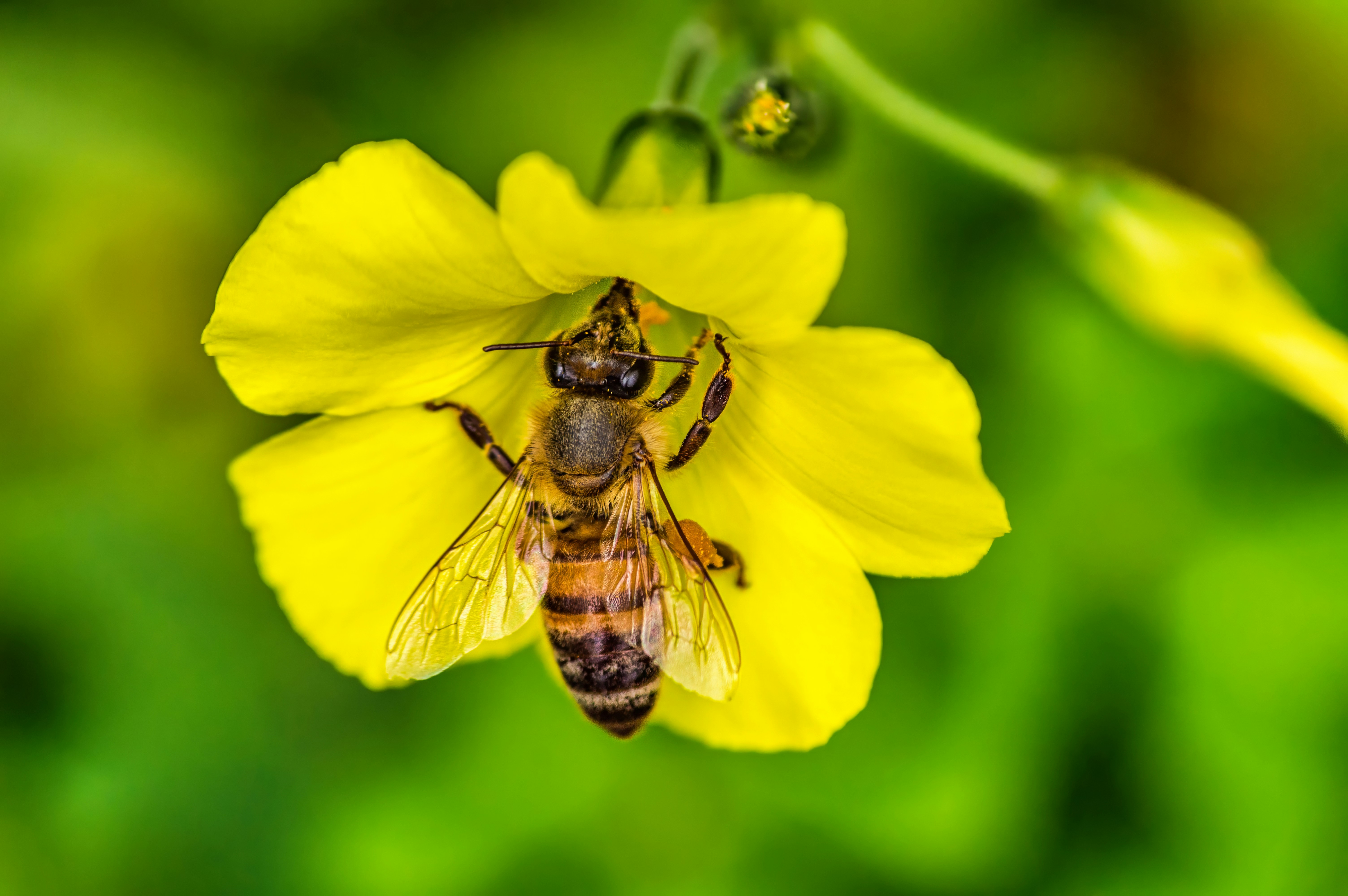 Golden Petal Sentinel: A Close-Up of a Bee on a Bright Yellow Bloom