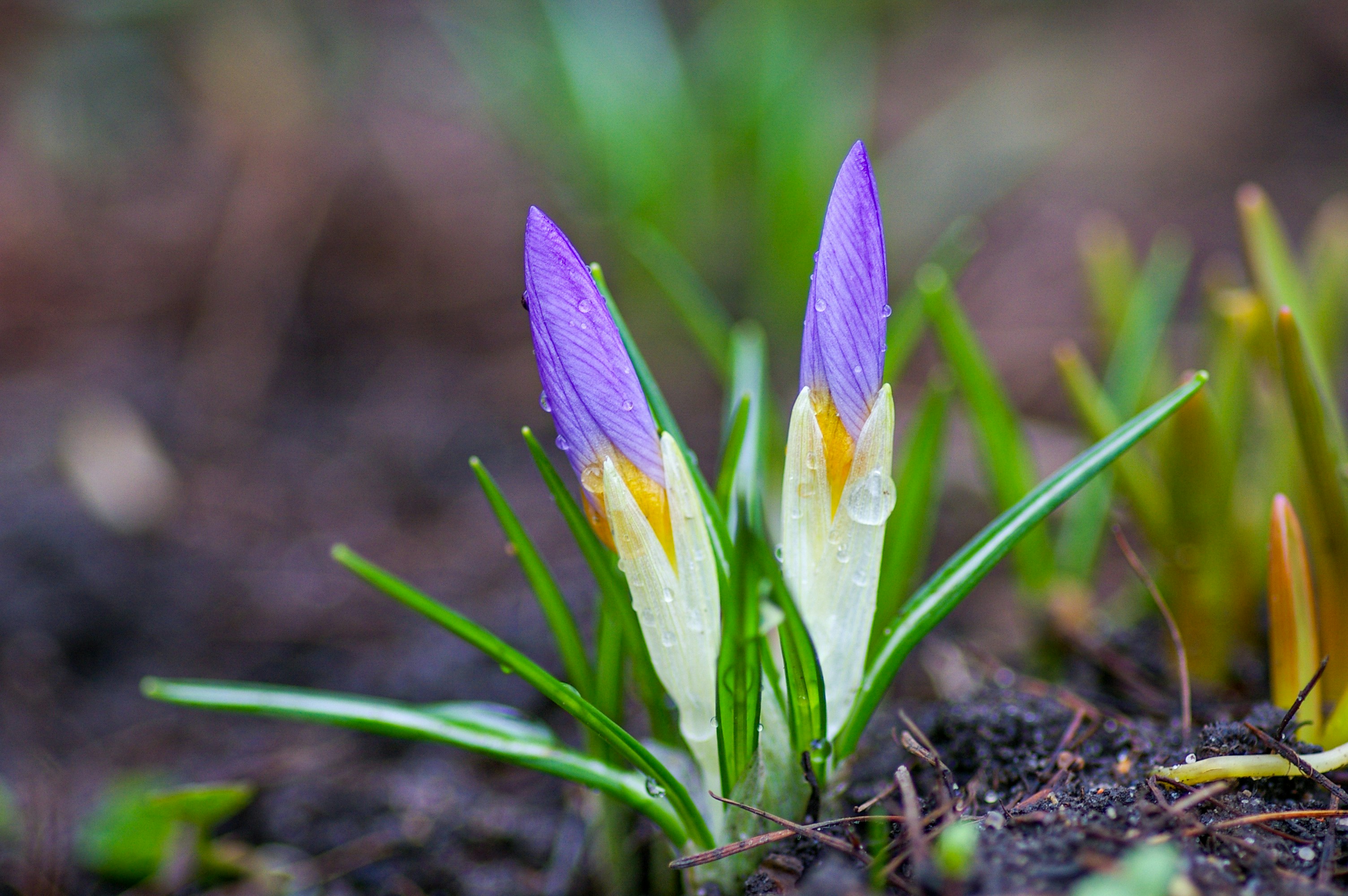 Purple-tipped crocus emerging from damp soil