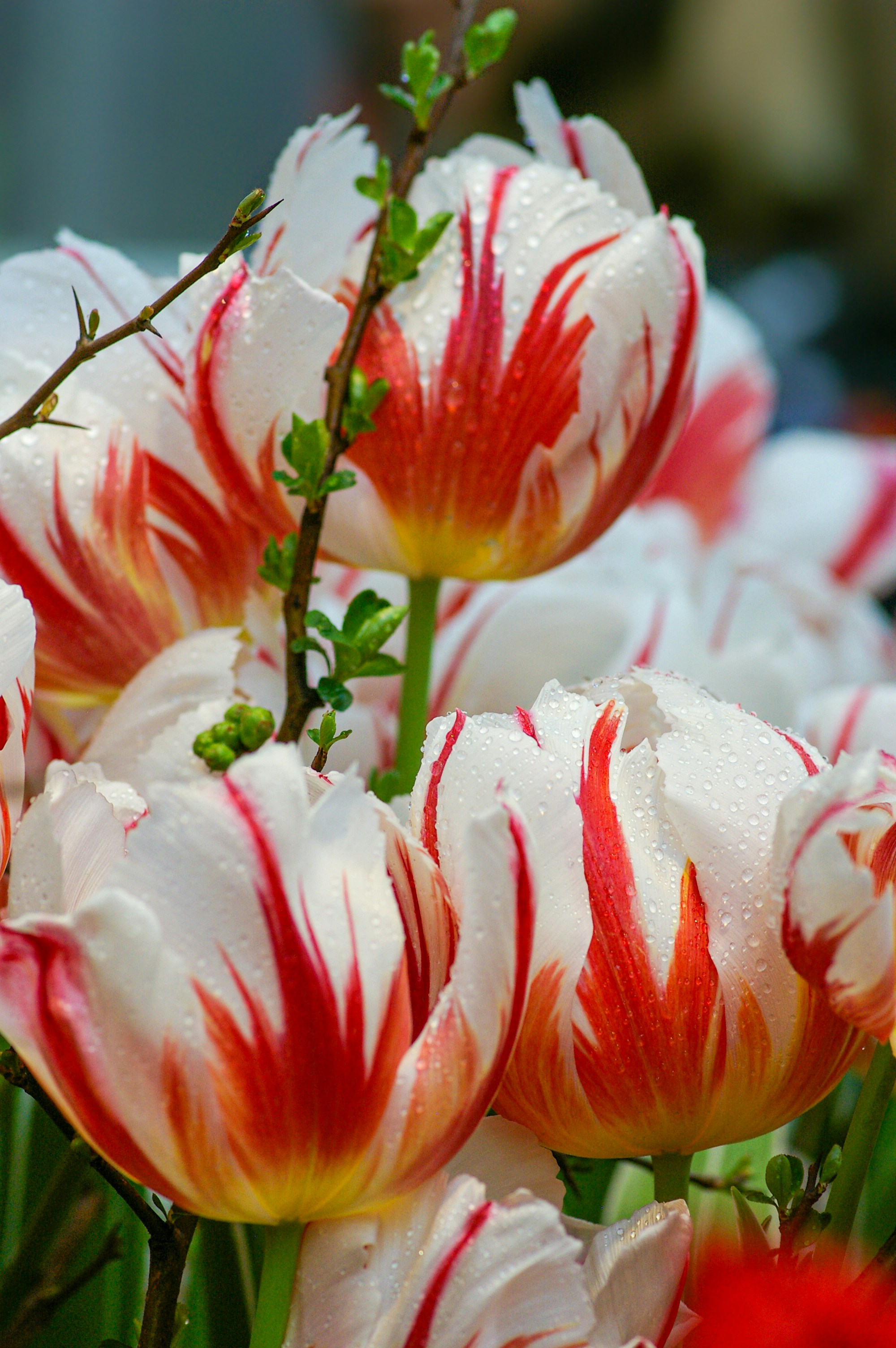 Dew-Kissed Tulips: Crimson Veins on White Petals