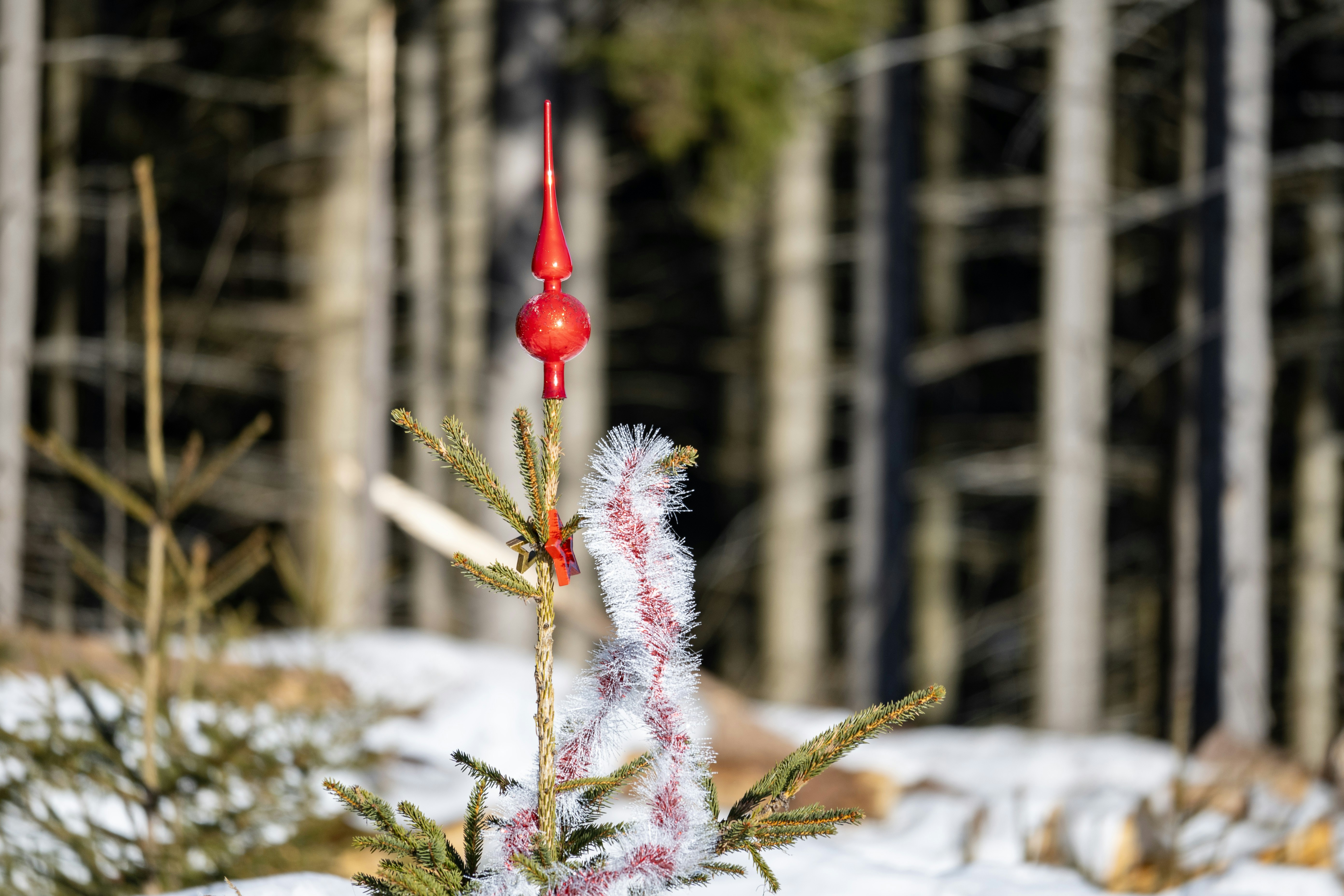 Red ornament atop a frosted fir — a winter scene in a quiet forest