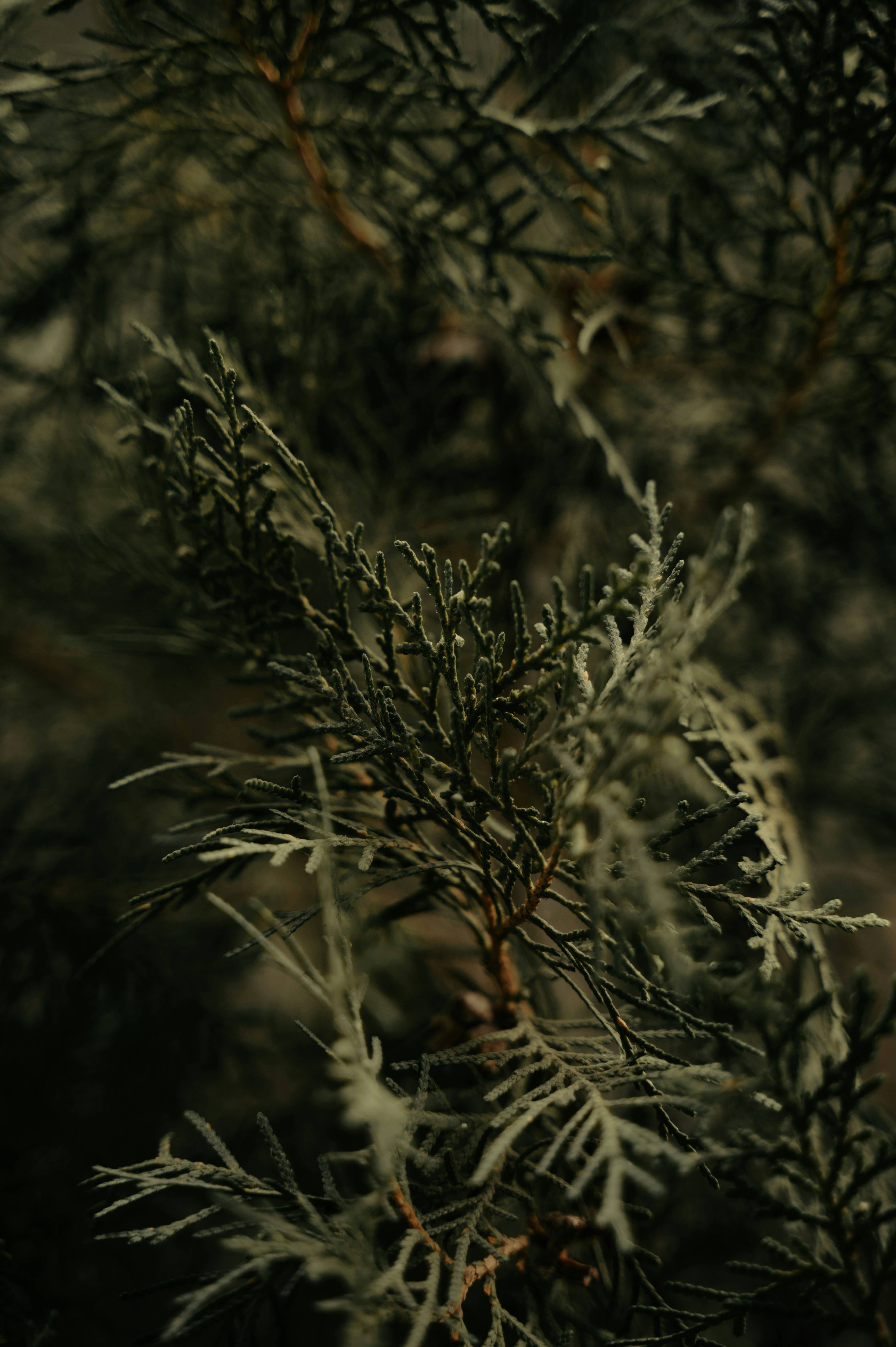 Frostfall on a Needle: a Serene Portrait of Winter's Edge
