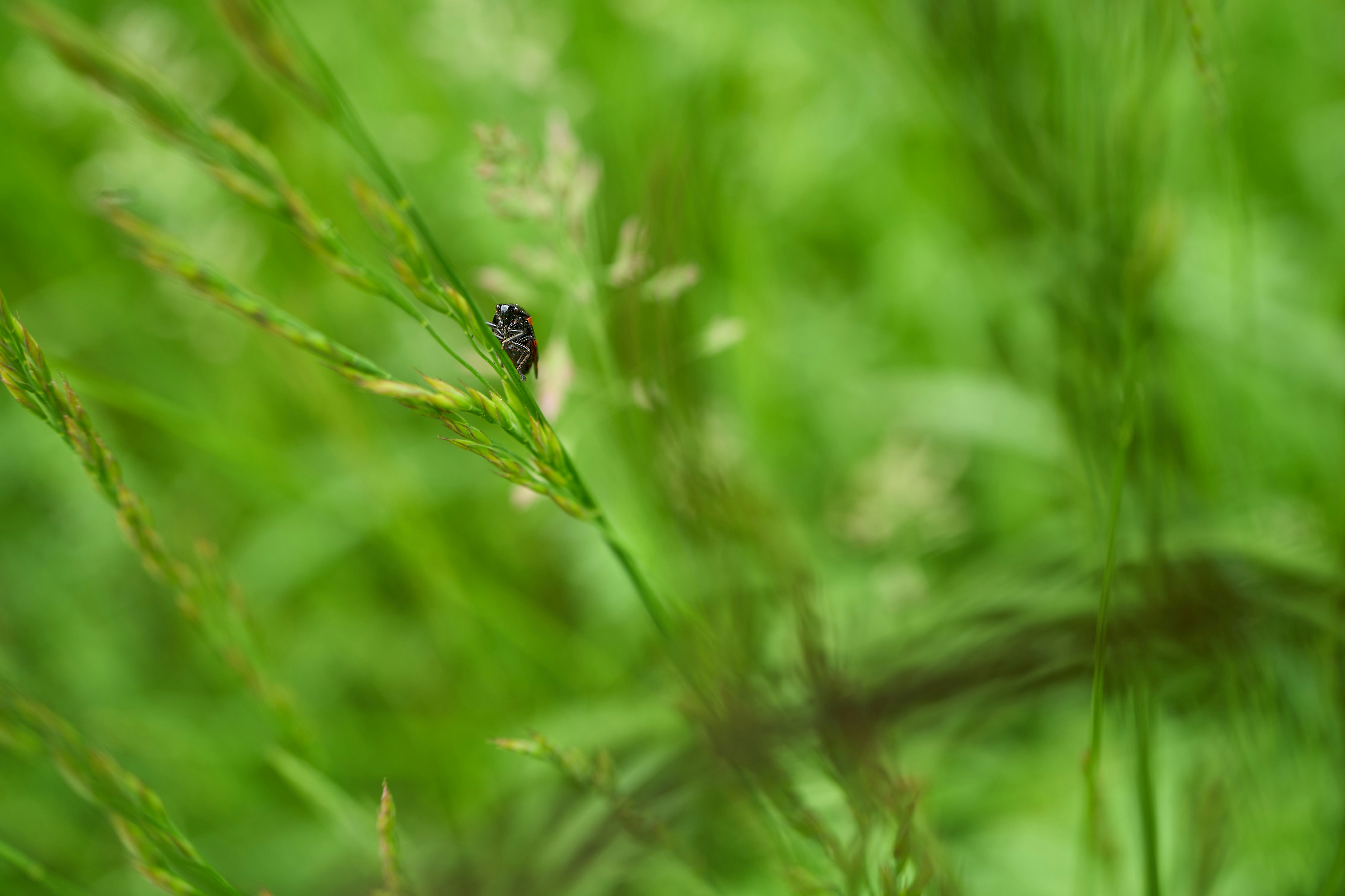 Foto Un bicho que está sentado en un poco de hierba – Imagen Verde ...
