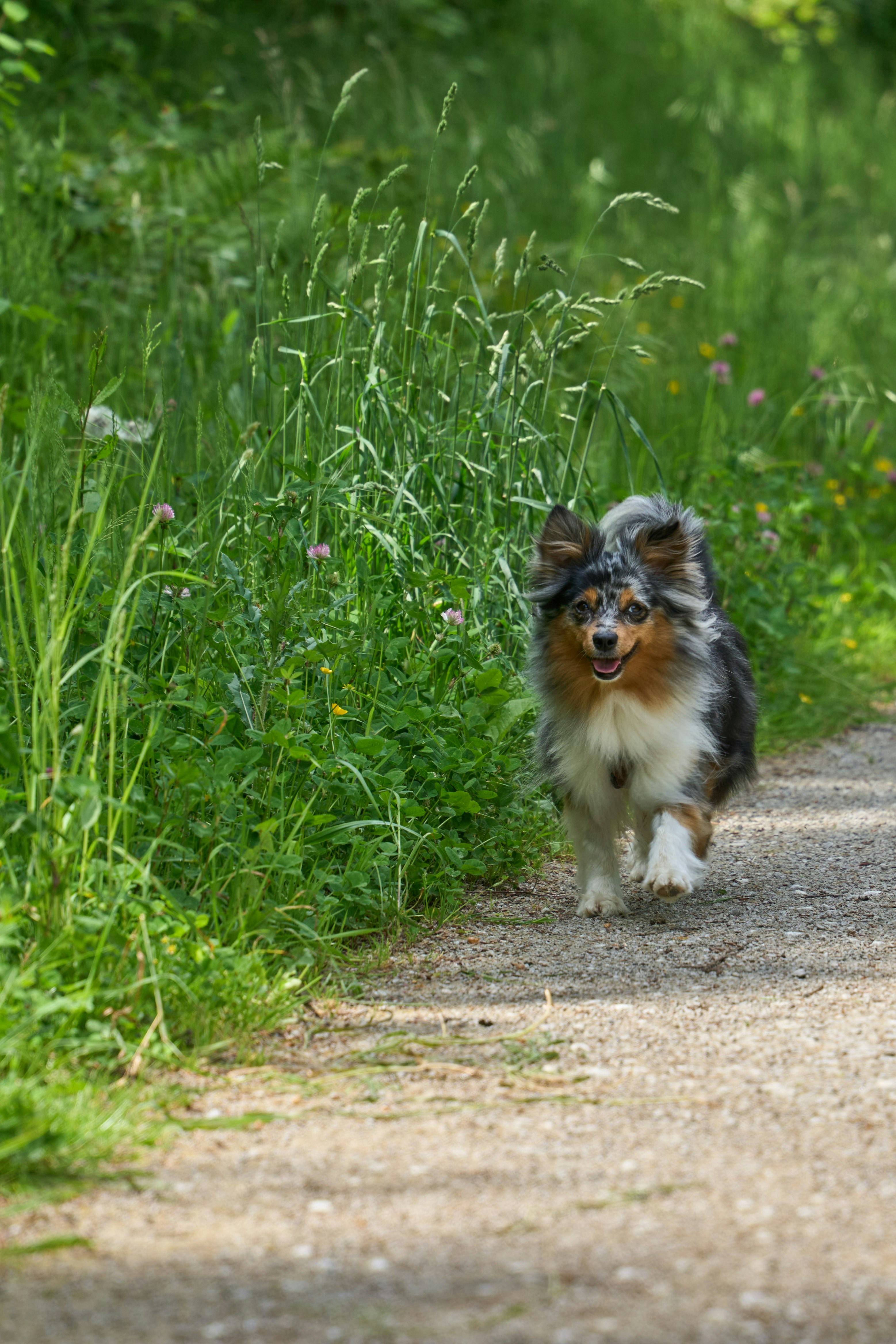 A small dog running down a dirt road photo – Free Grass Image on Unsplash