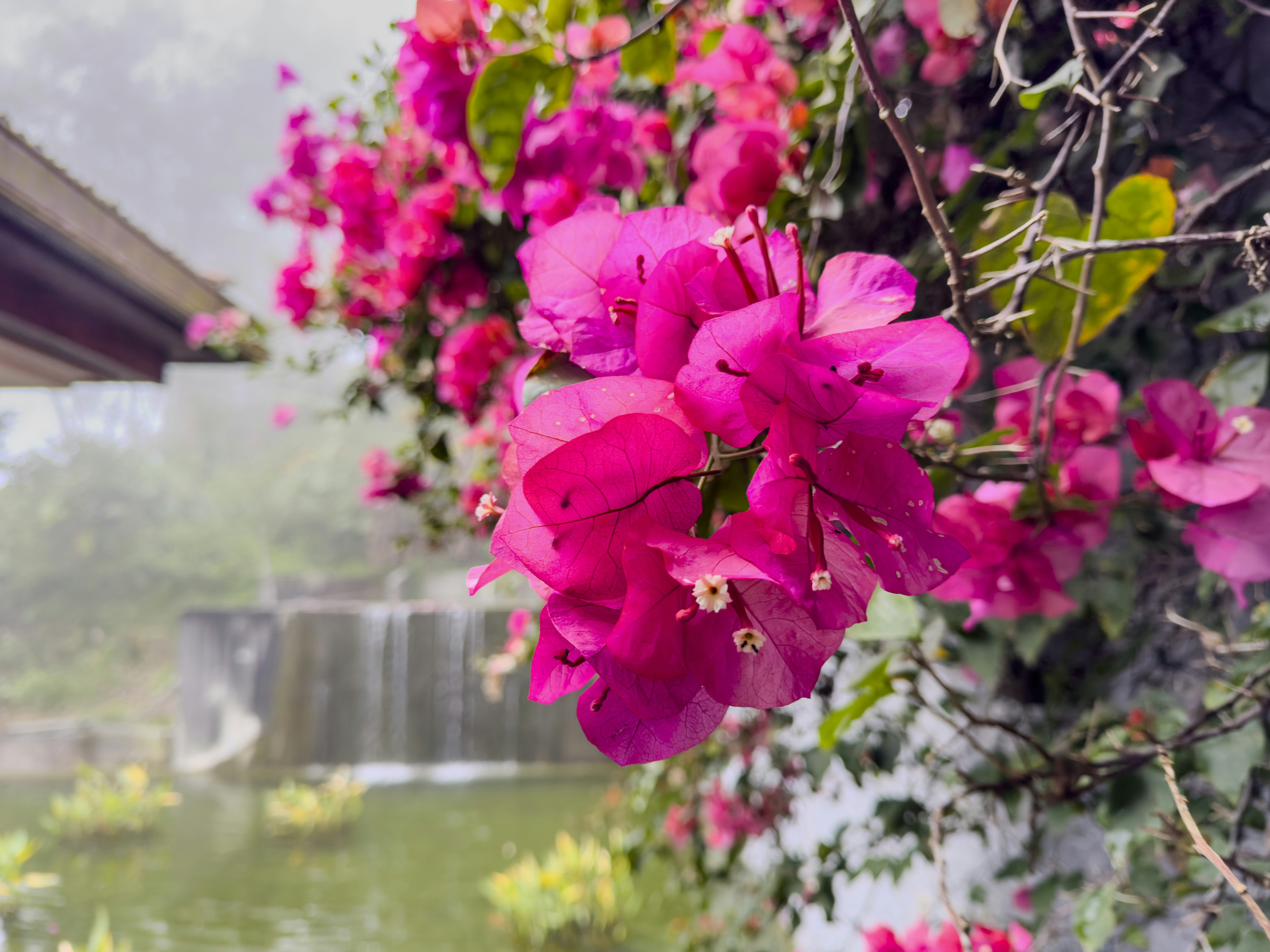 Photo by Shinzan Murray with Apple iPhone 15 Pro Max