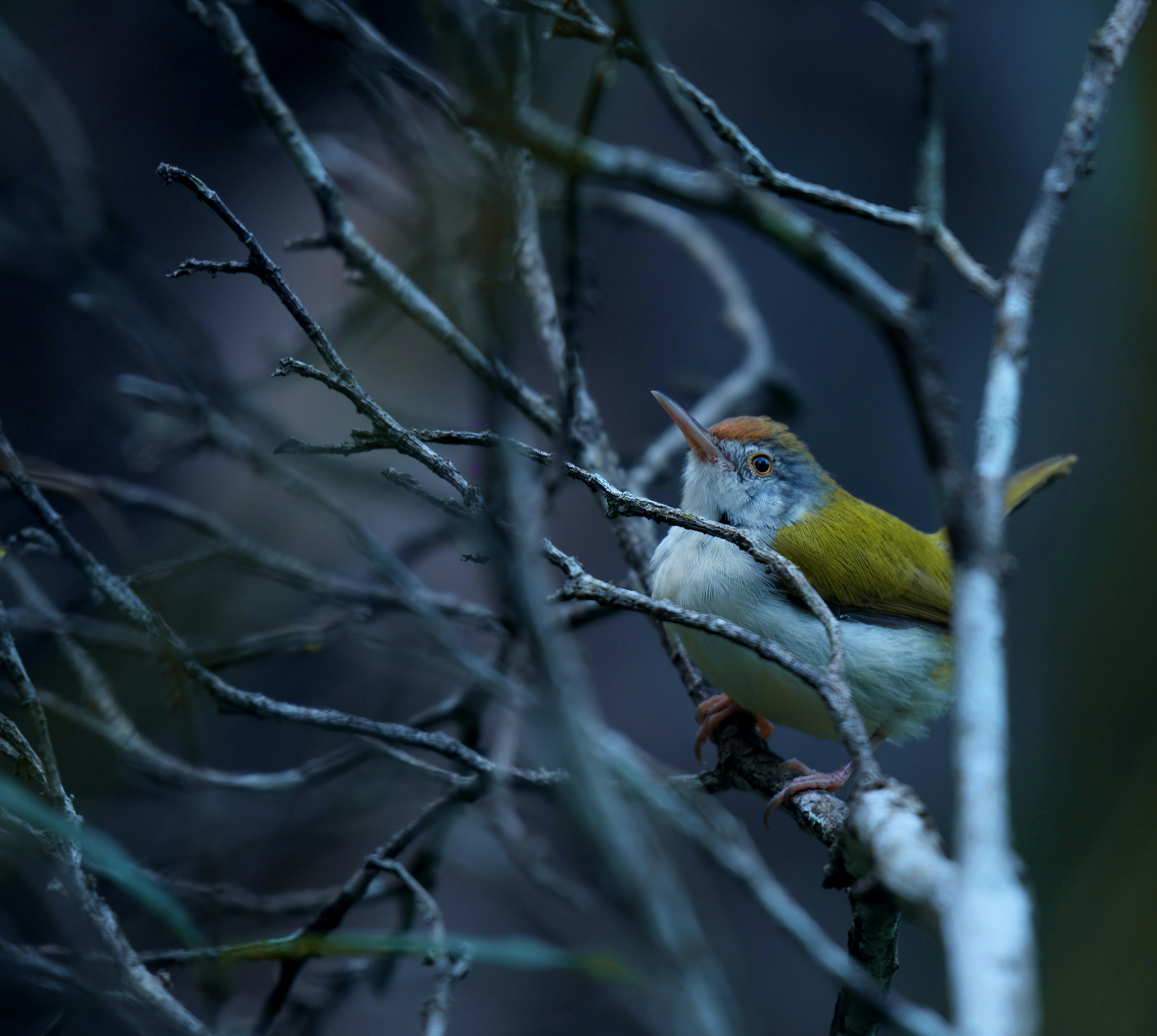 Branch-Perched Warbler in Twilight Camouflage
