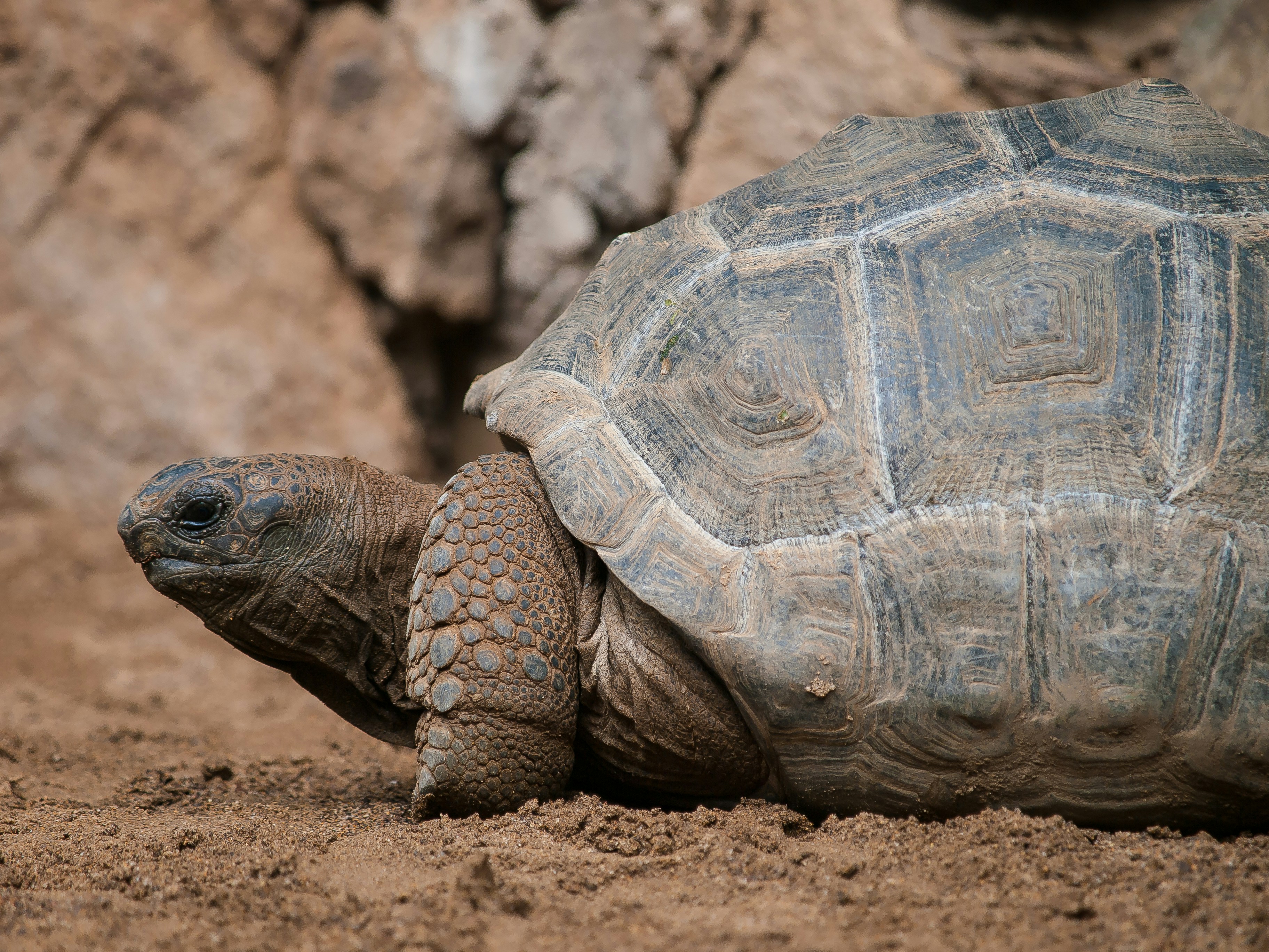 A close up of a turtle on a dirt ground photo – Free Animal Image on ...