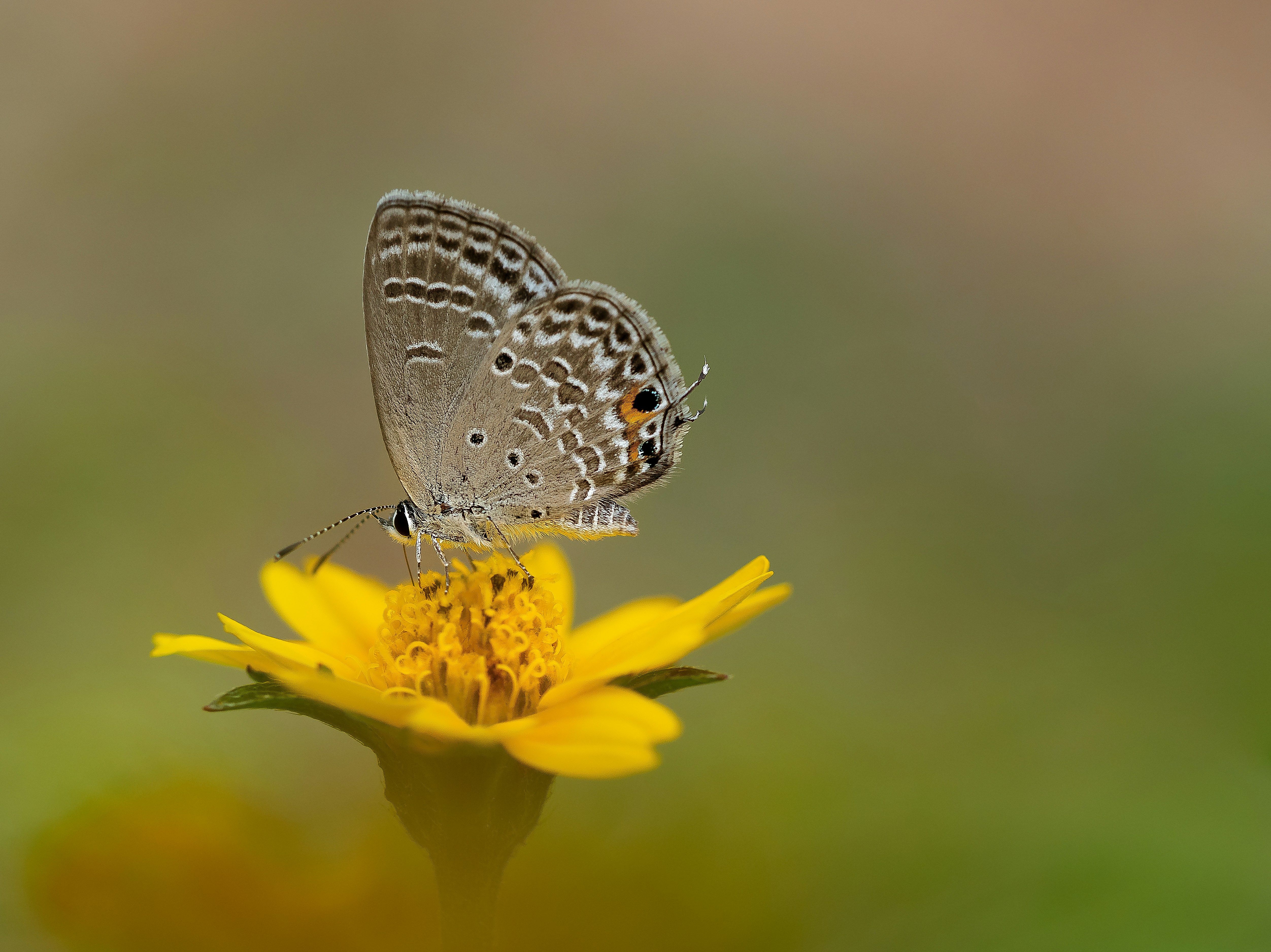 Velvet-Blue on a Sunlit Yellow Bloom: A Macro Moment