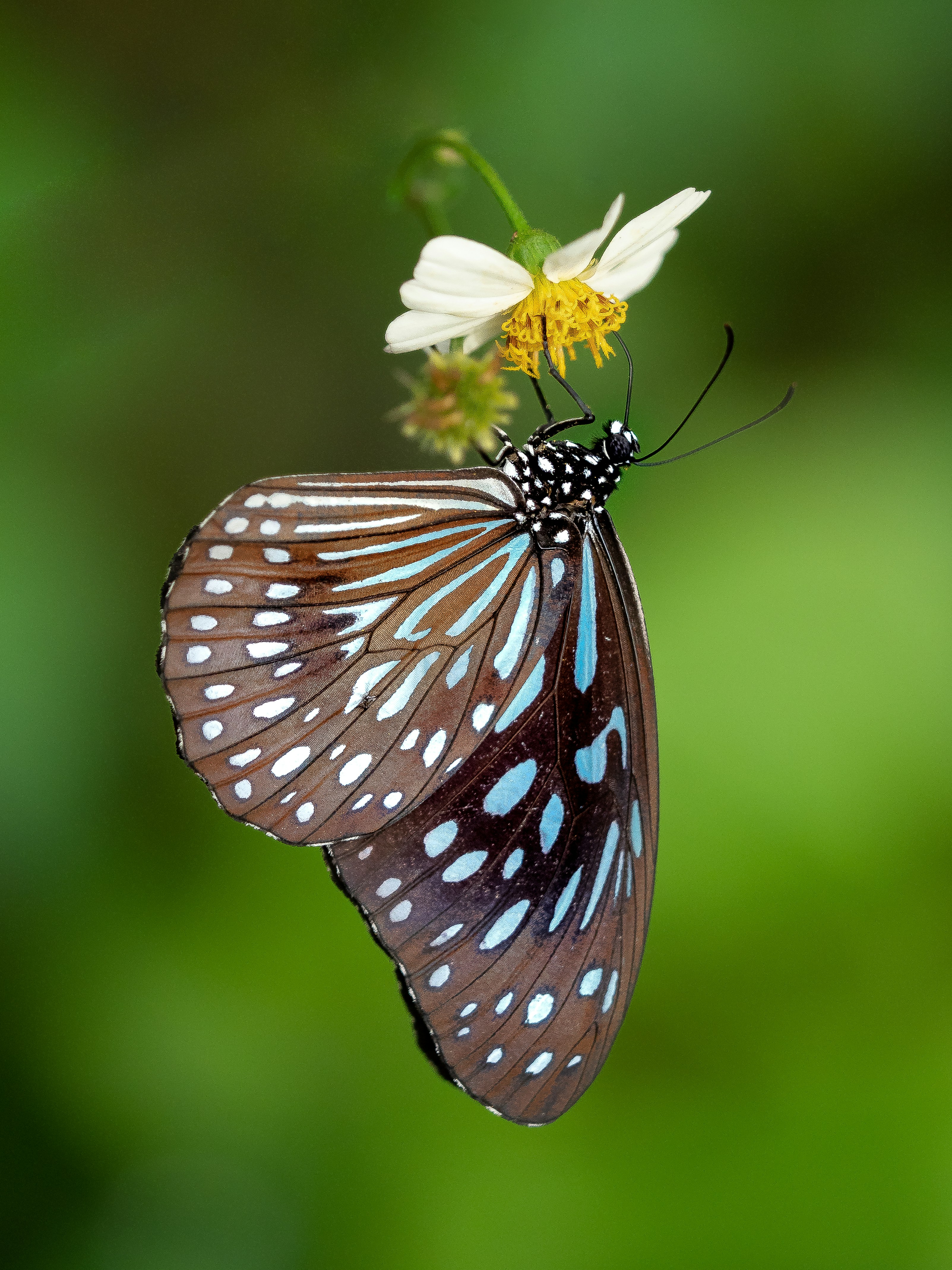 Butterfly Dark Pictures | Download Free Images on Unsplash