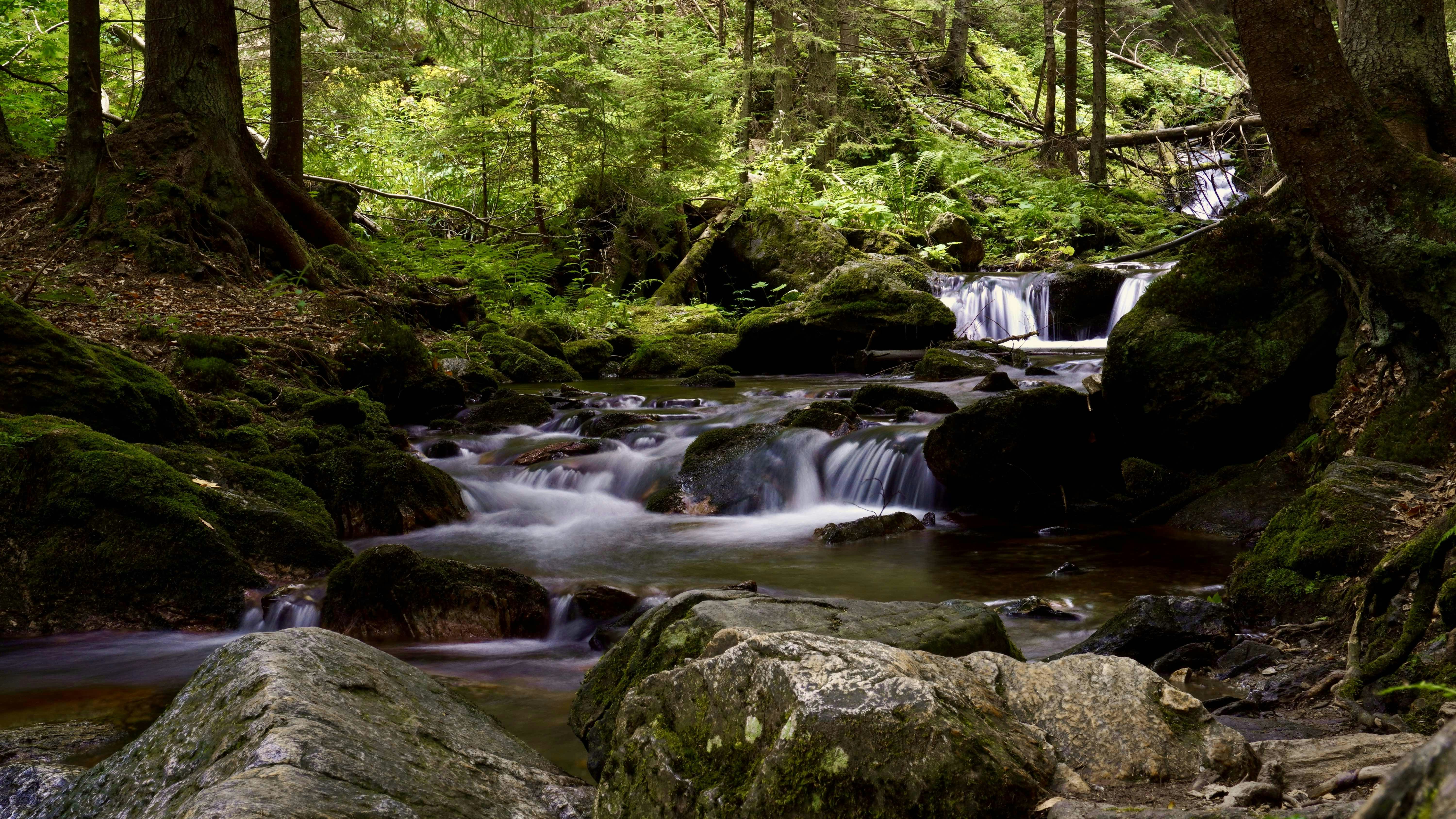 Gentle stream cascading over moss-covered rocks in a lush forest.