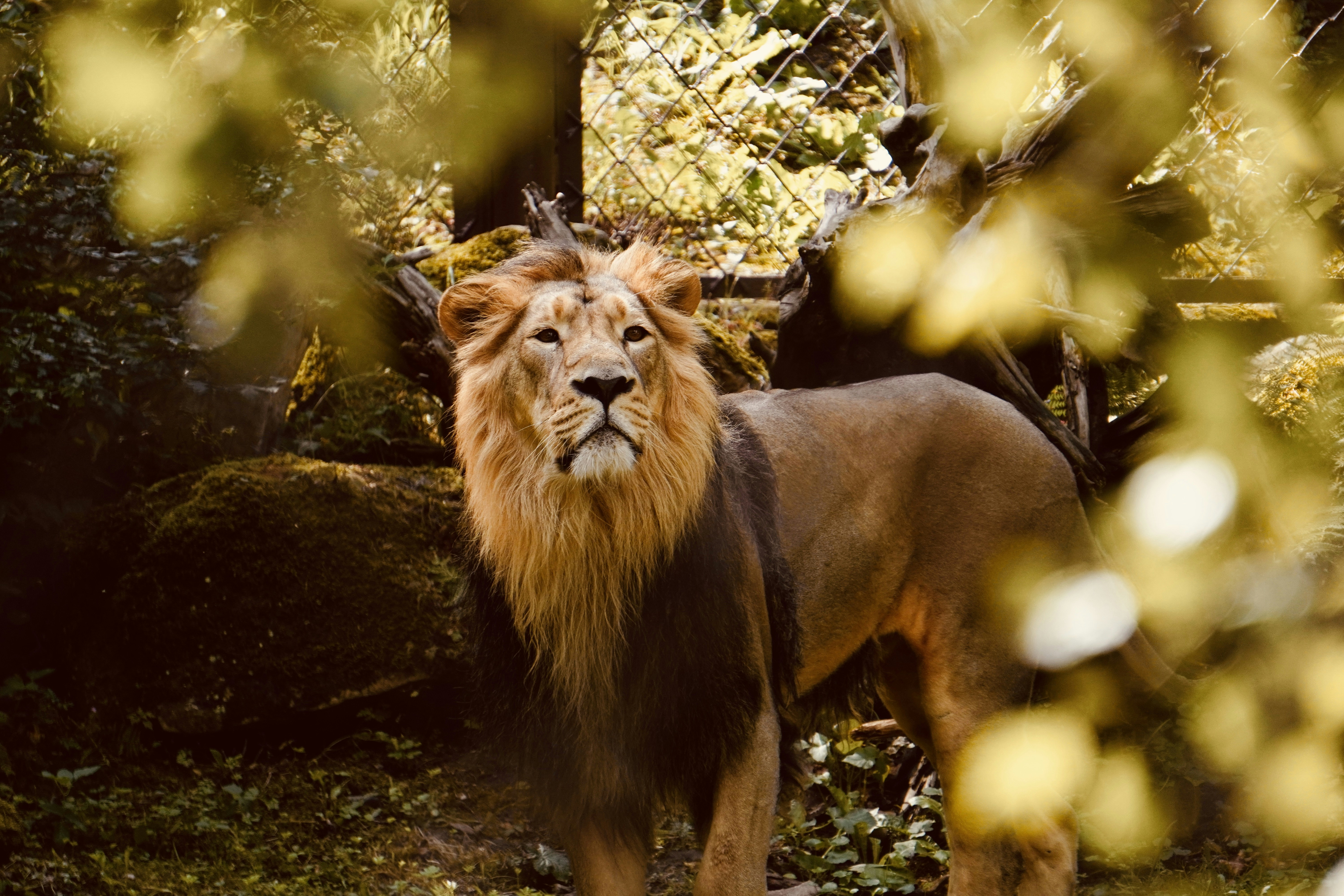 Lion standing in a sunlit forest clearing, framed by blurred leaves.
