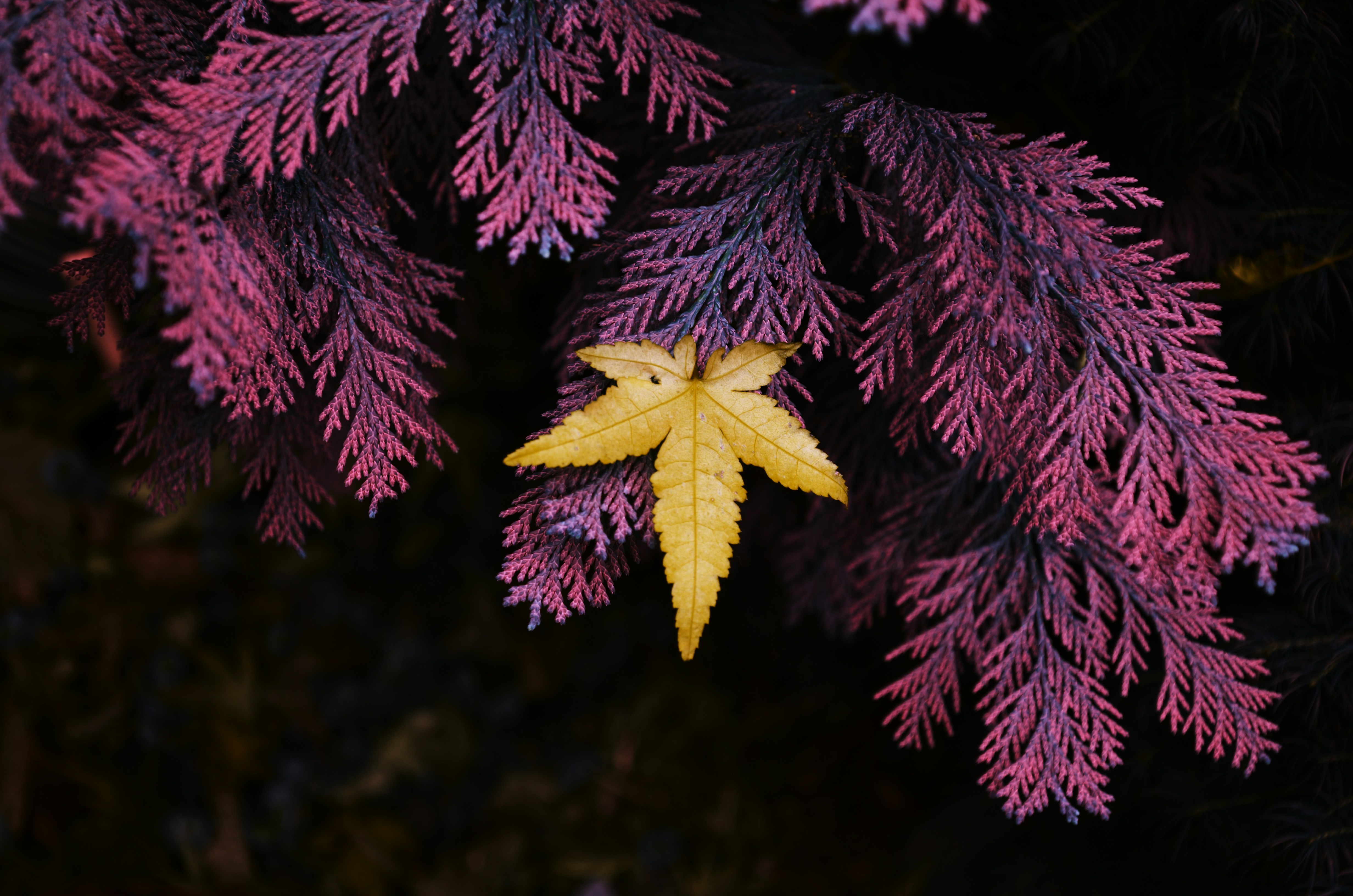 Solitary Golden Leaf Anchored by Velvet Purple Ferns